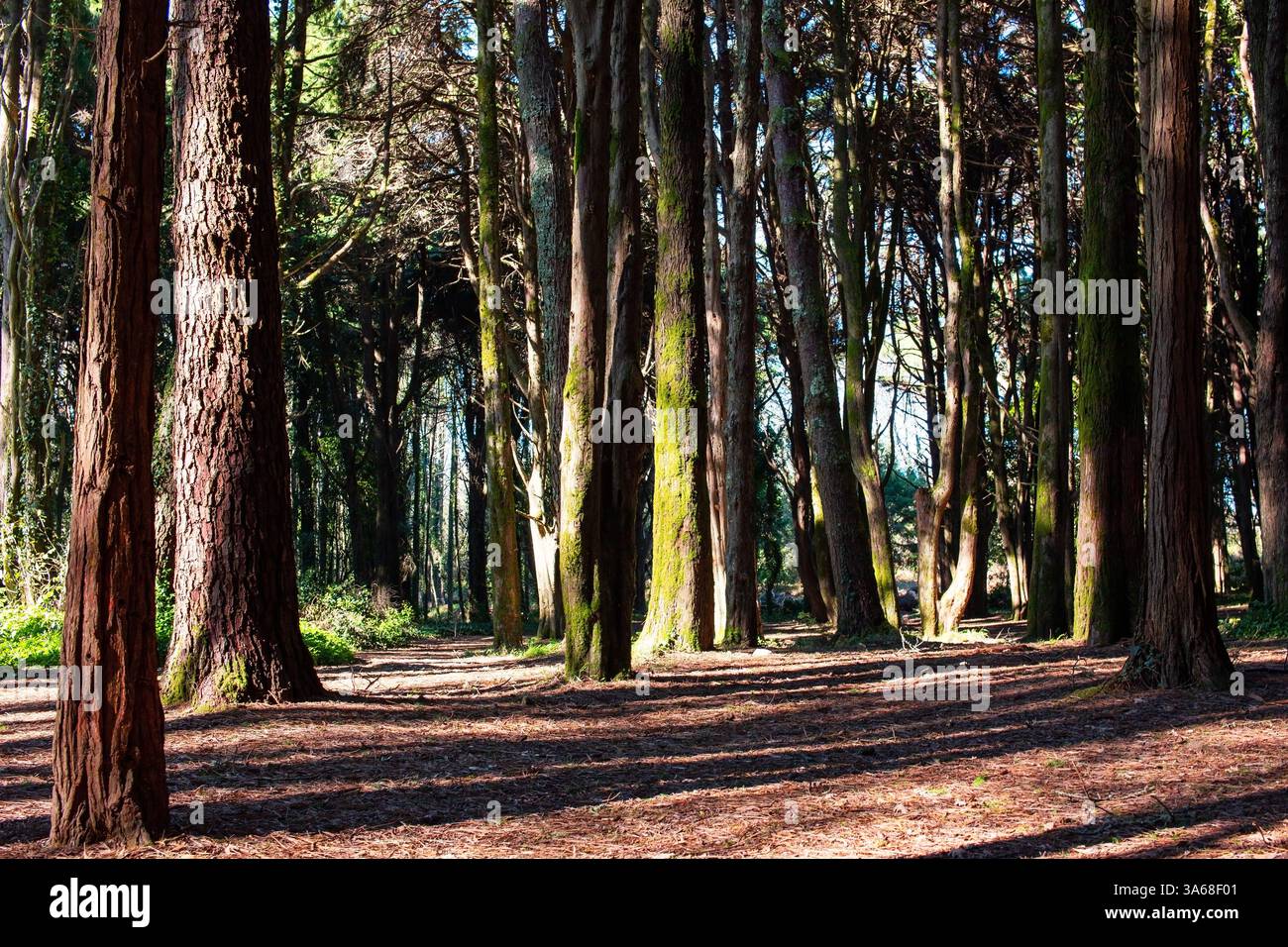 Beautiful forest path with tall trees, peaceful nature walk, travel and ...