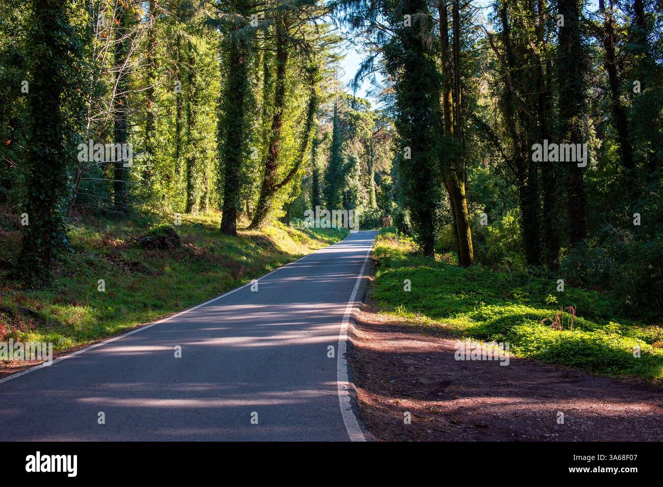 Nature trail in forest, surrounded by rich green leaves, perfect ...