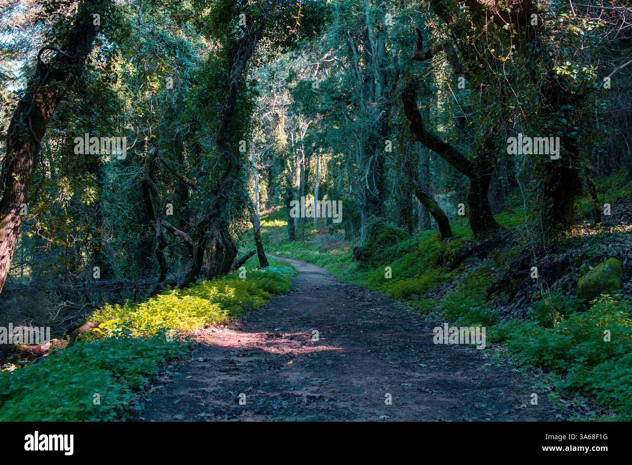 Green forest walkway, perfect for peaceful travel and nature ...