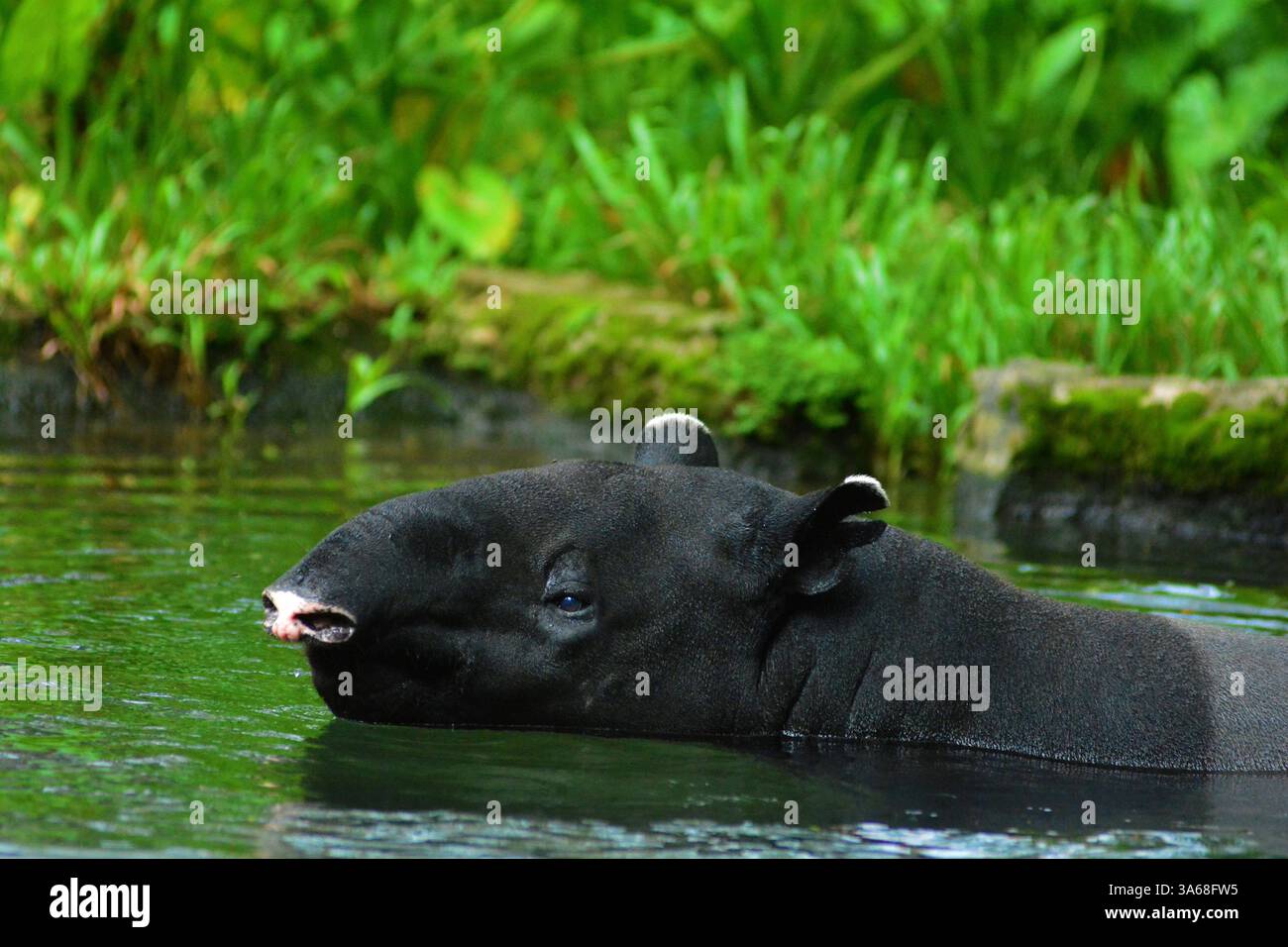 MALAYSIA 23/03/2025. Malayan tapir Tapirus indicus otherwise known as ...