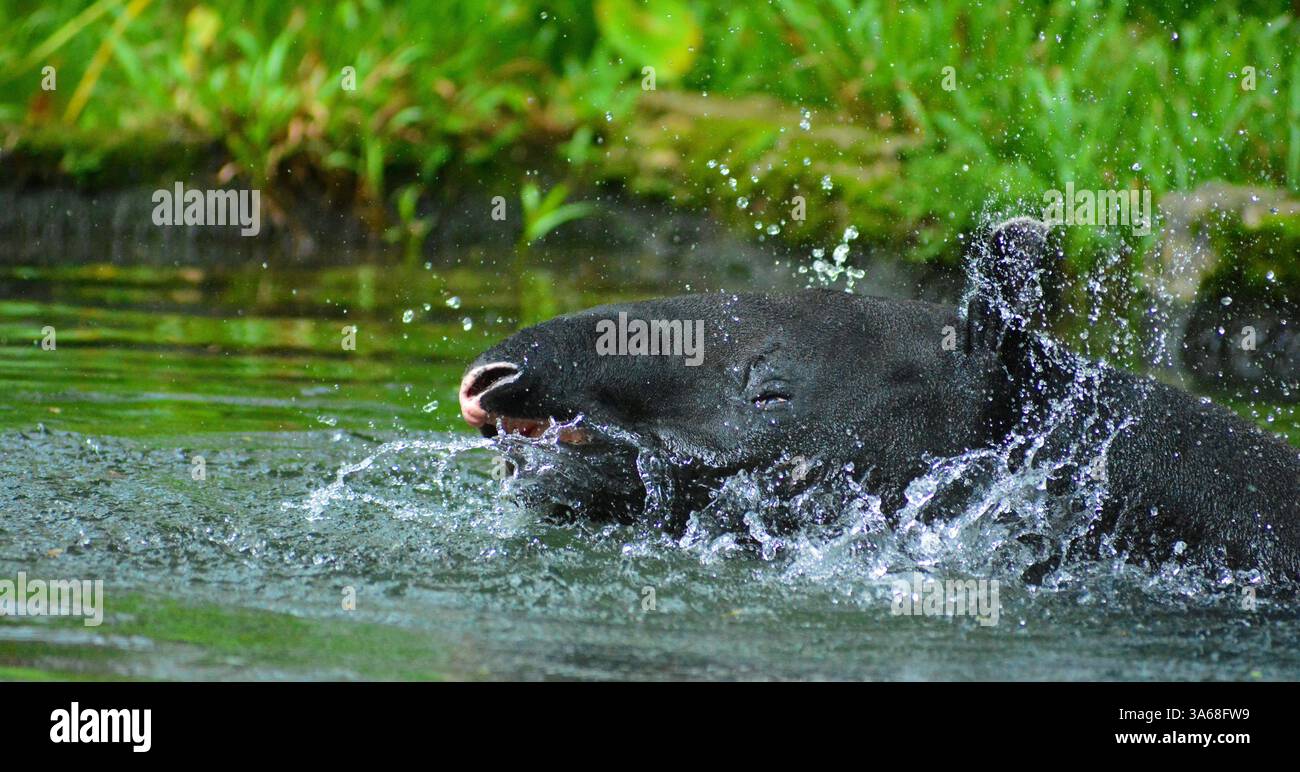 MALAYSIA 23/03/2025. Malayan tapir Tapirus indicus otherwise known as ...