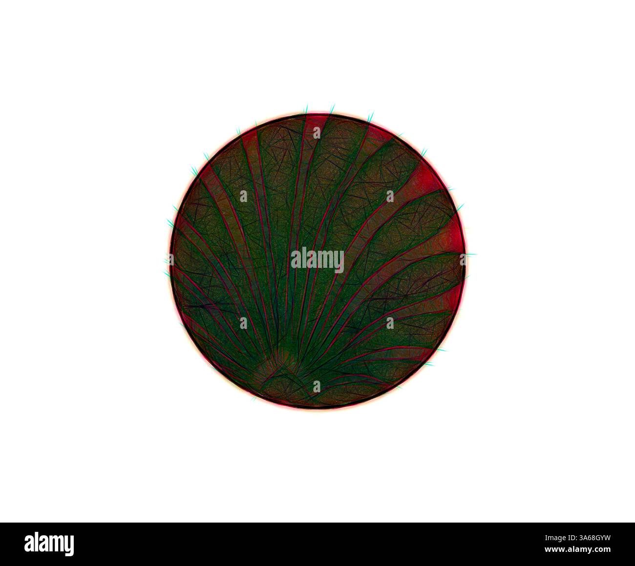 A circular leaf showcasing intricate veins and textures, highlighted by ...