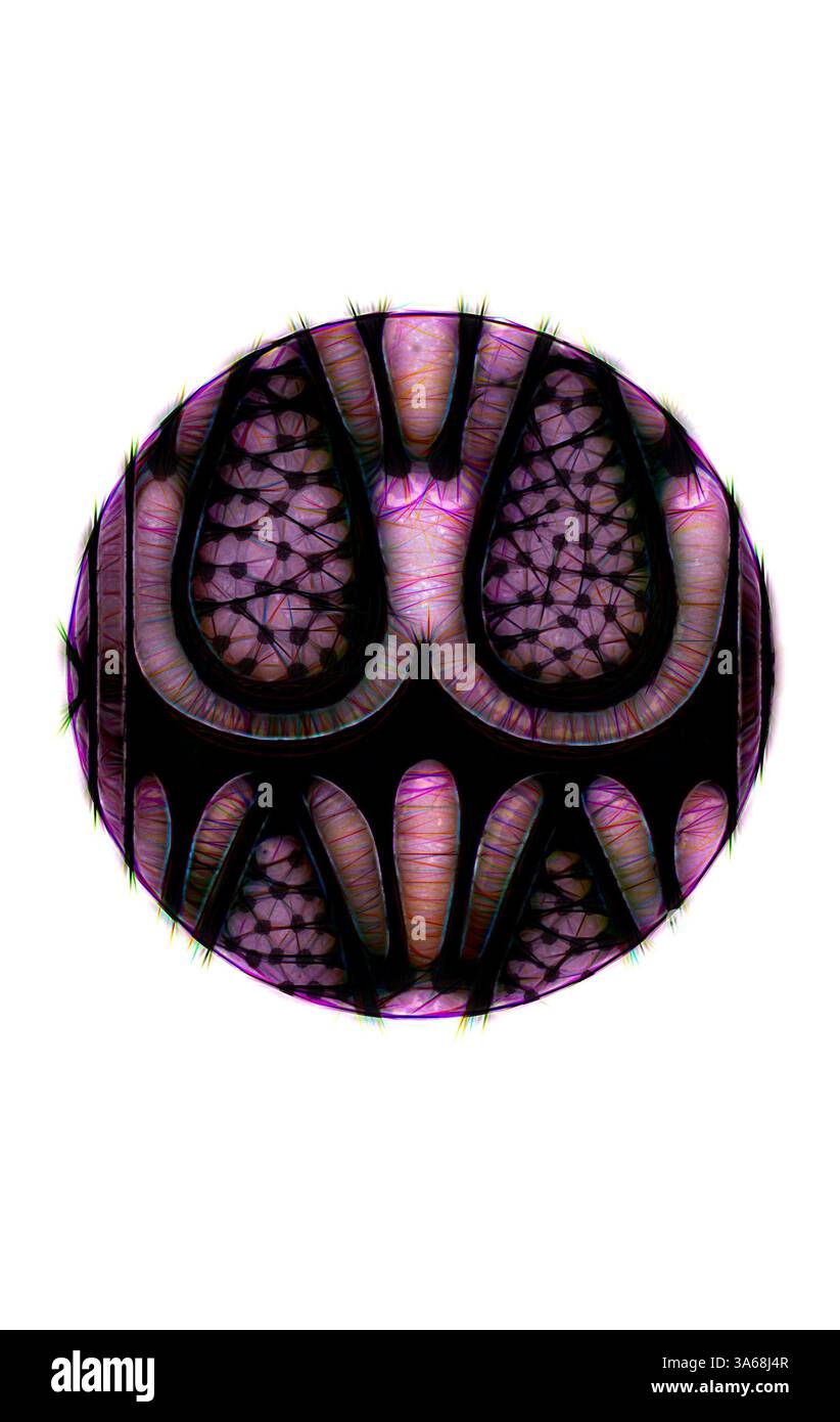 A stylized, spherical design featuring intricate patterns and textures ...