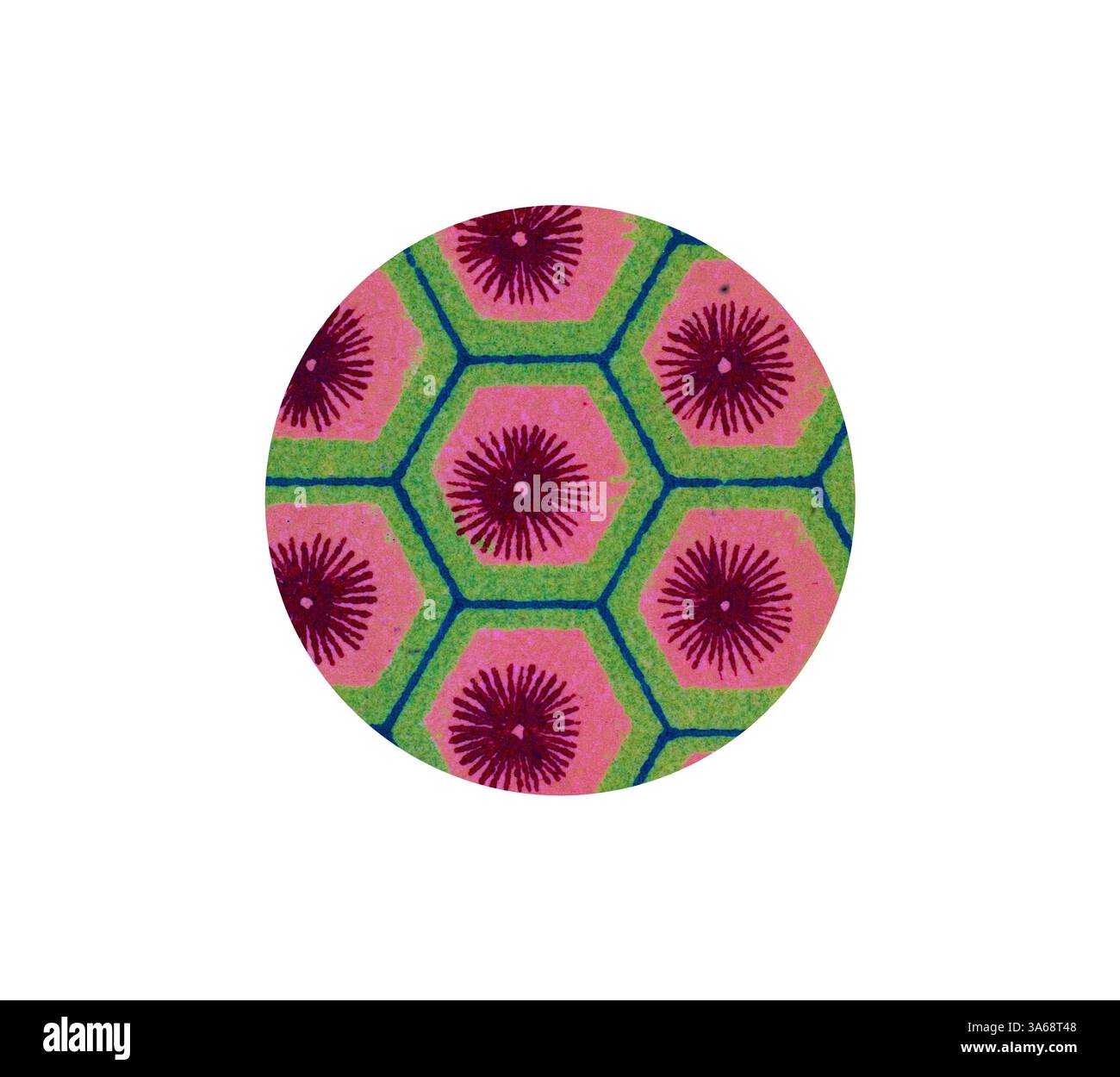 Spiky floral designs in deep red hi-res stock photography and images ...