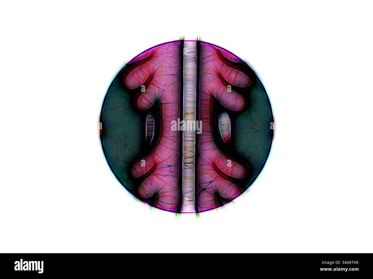 A symmetrical, abstract depiction of a brain, showcasing intricate ...