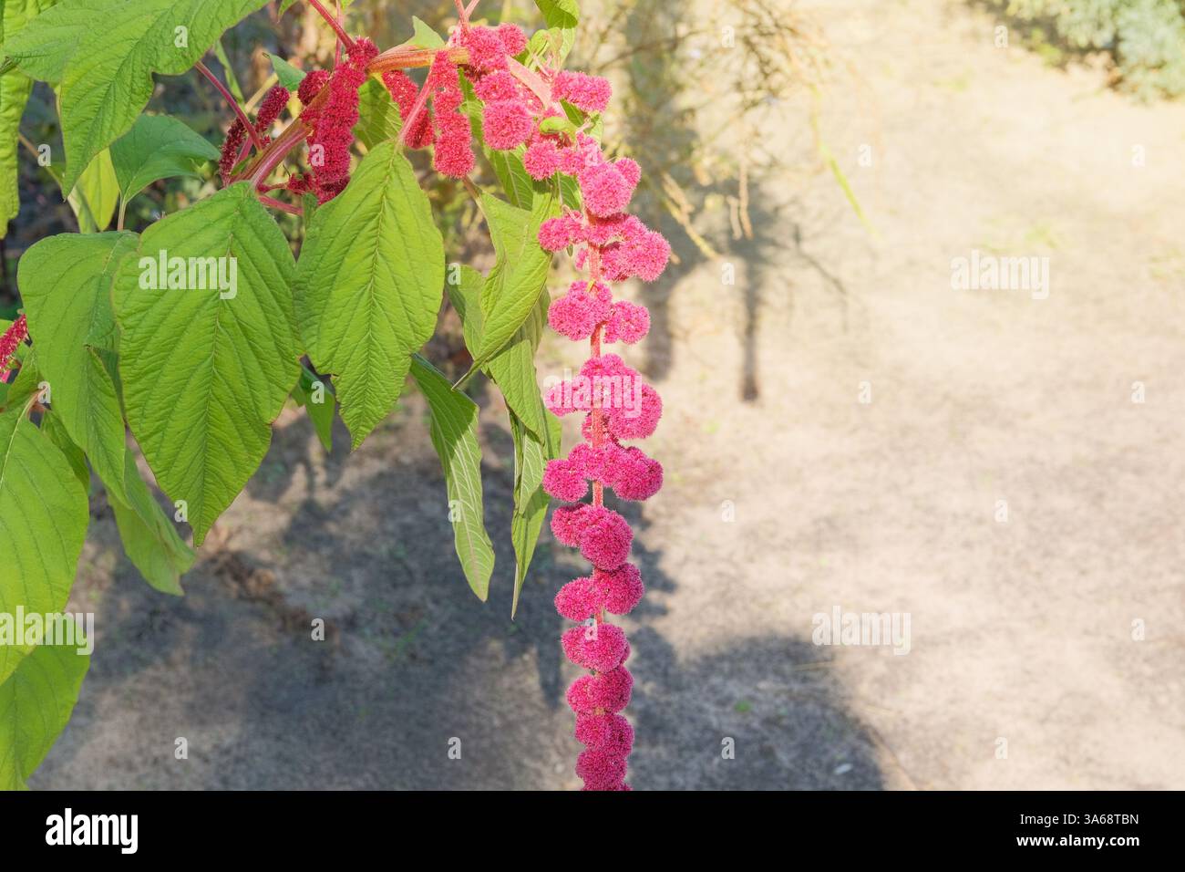Amaranthus caudatus of violet color. Growing love-lies-bleeding in ...