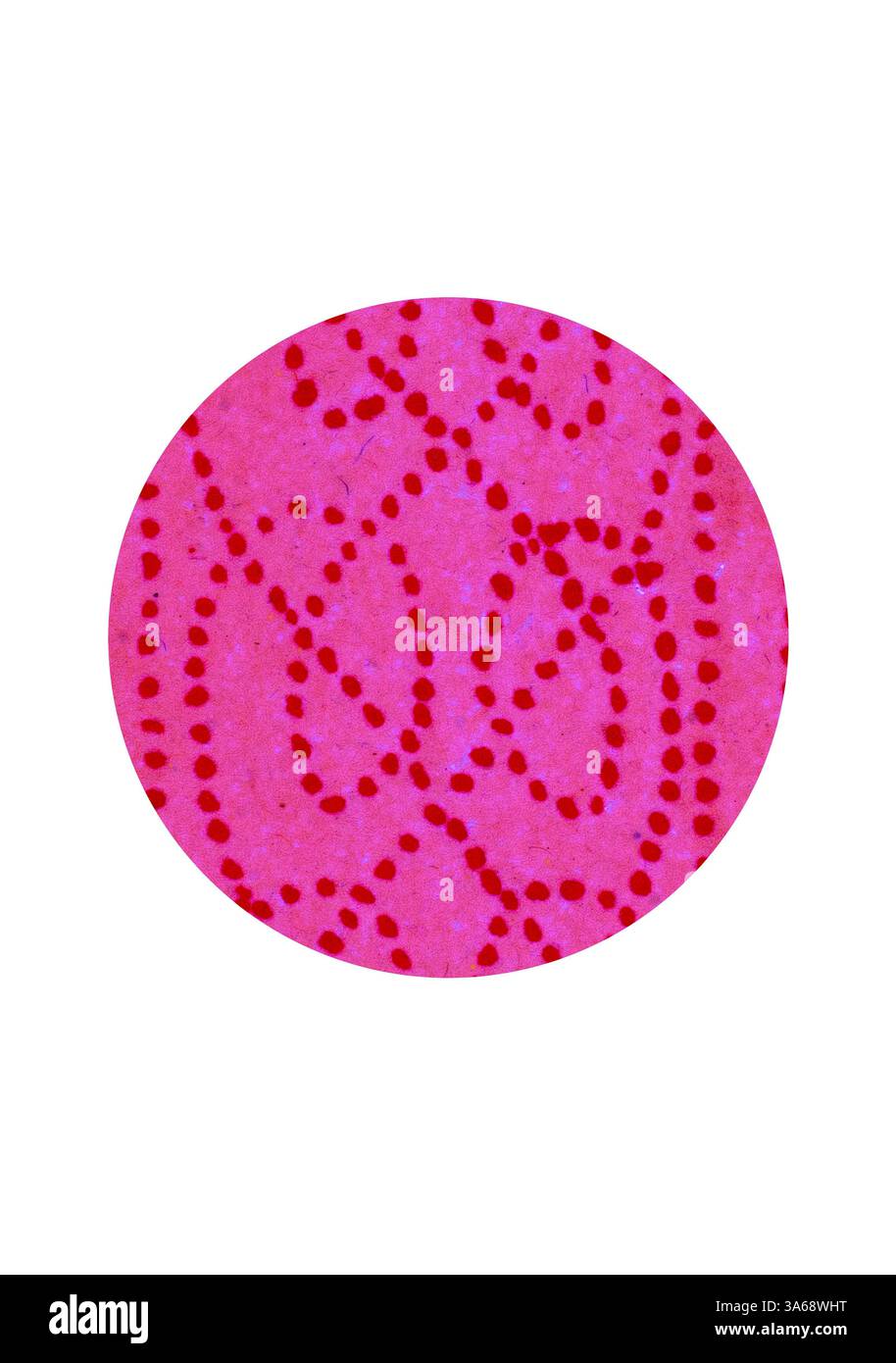 A vibrant circle featuring intricate patterns of swirling lines and ...