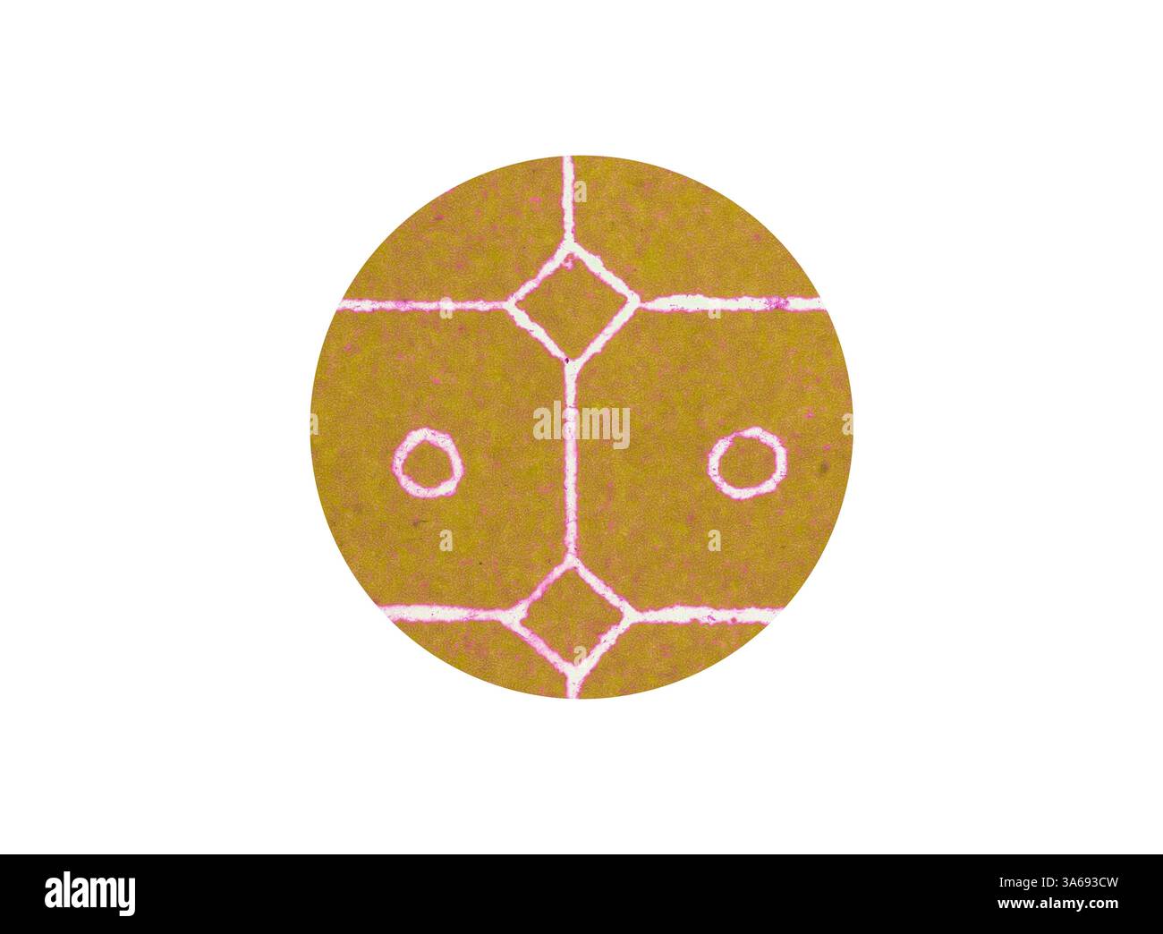 A circular design featuring a geometric pattern with intersecting lines ...