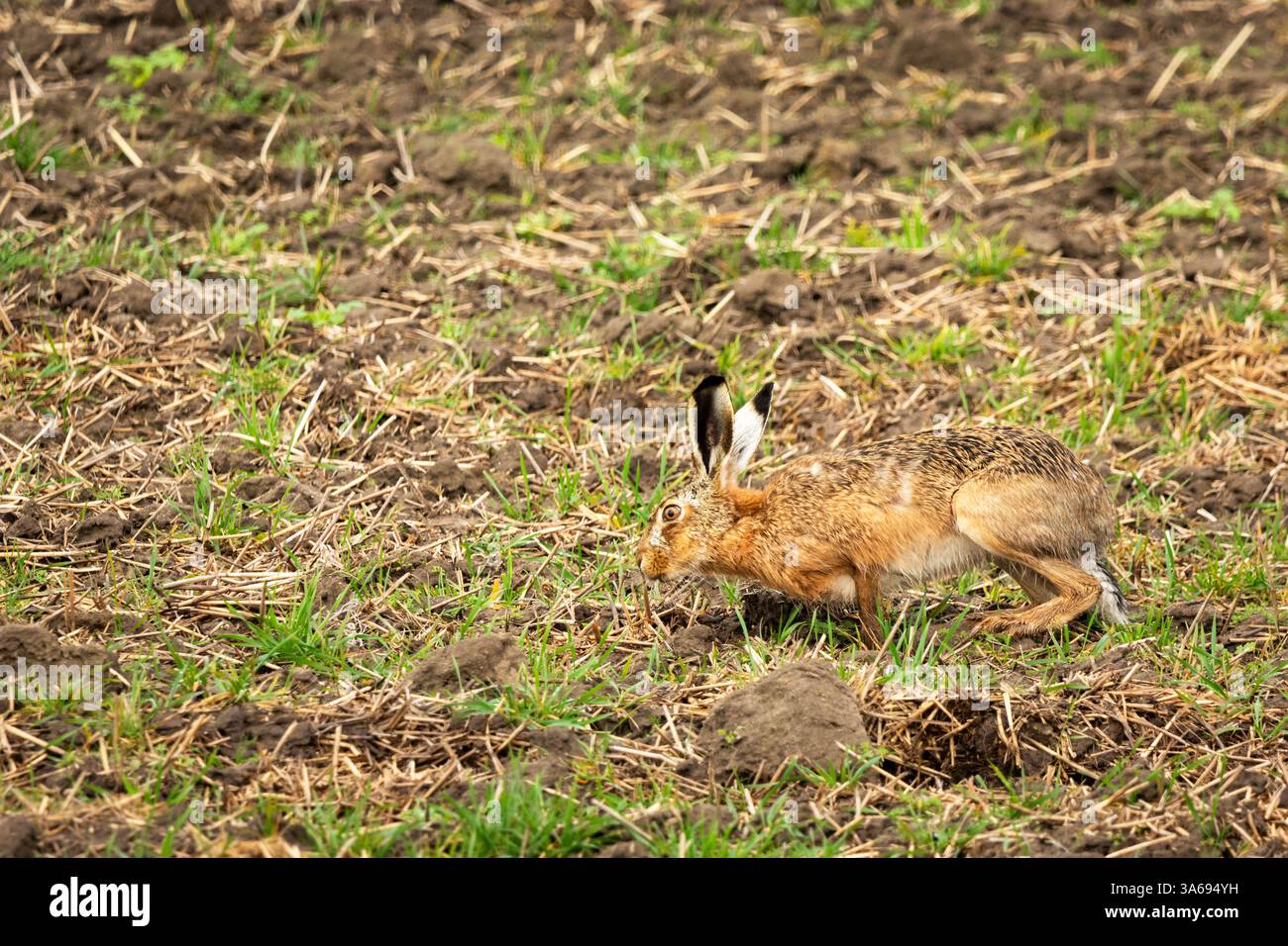 Camouflaged hare in a field, spring day, eastern Poland Stock Photo - Alamy