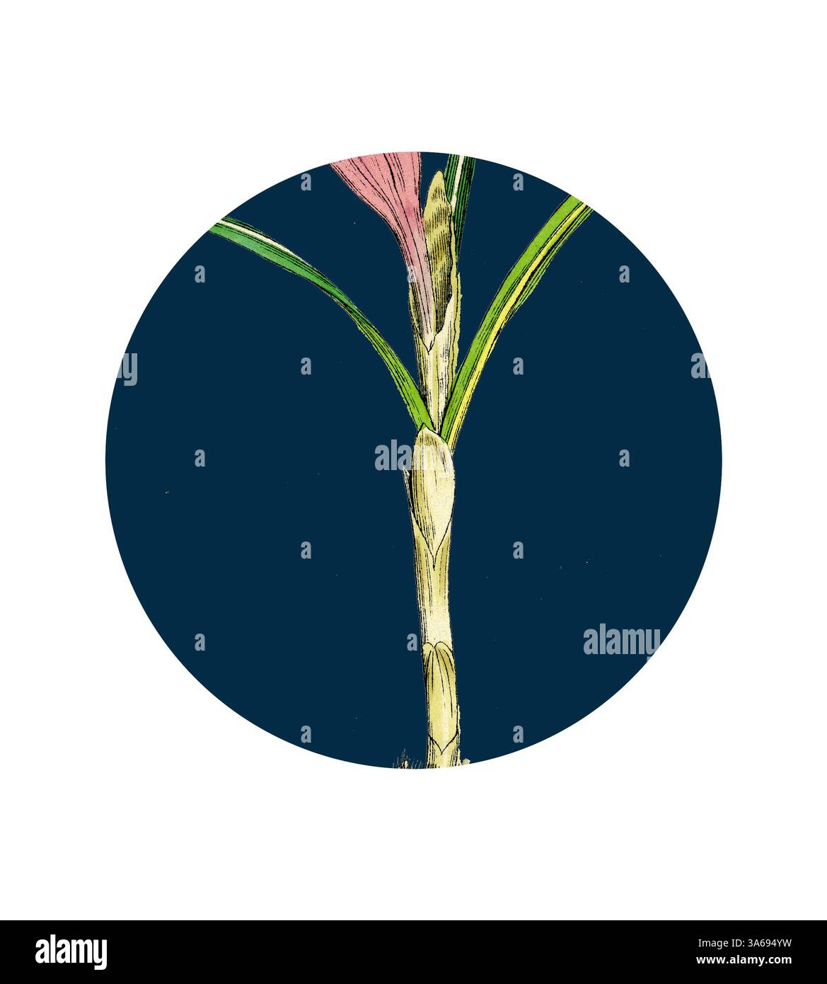 A delicate plant with elongated green stems and soft pink petals, set ...
