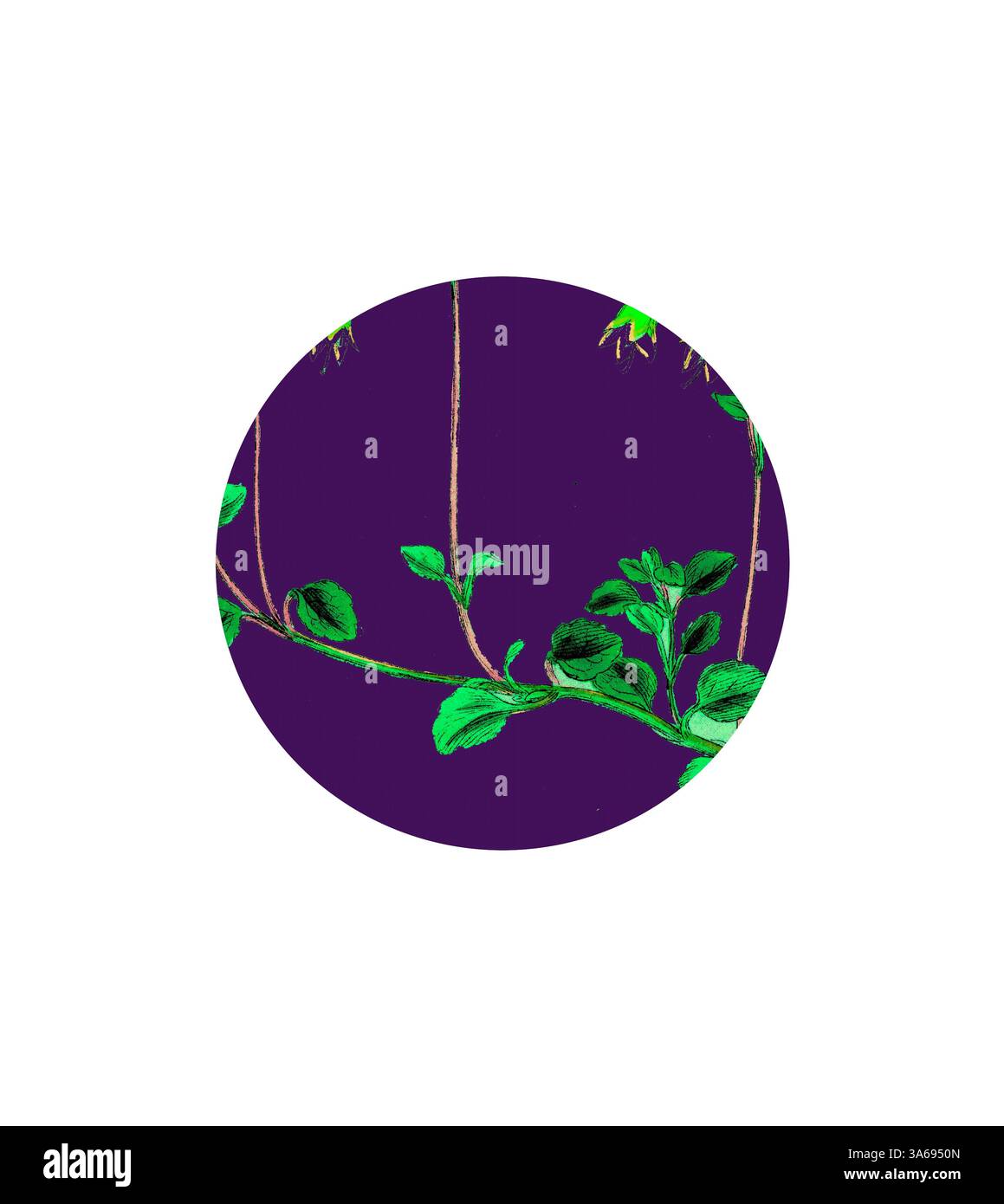 Transformed linnaea borealis hi-res stock photography and images - Alamy