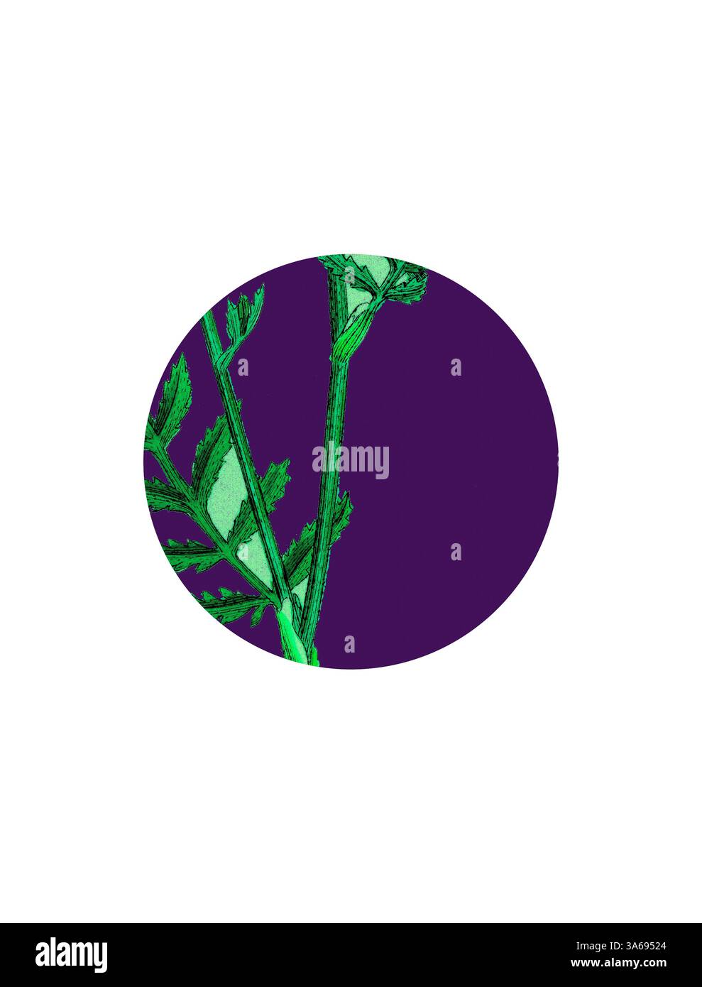 A vibrant green plant stem extends upward, framed within a contrasting ...