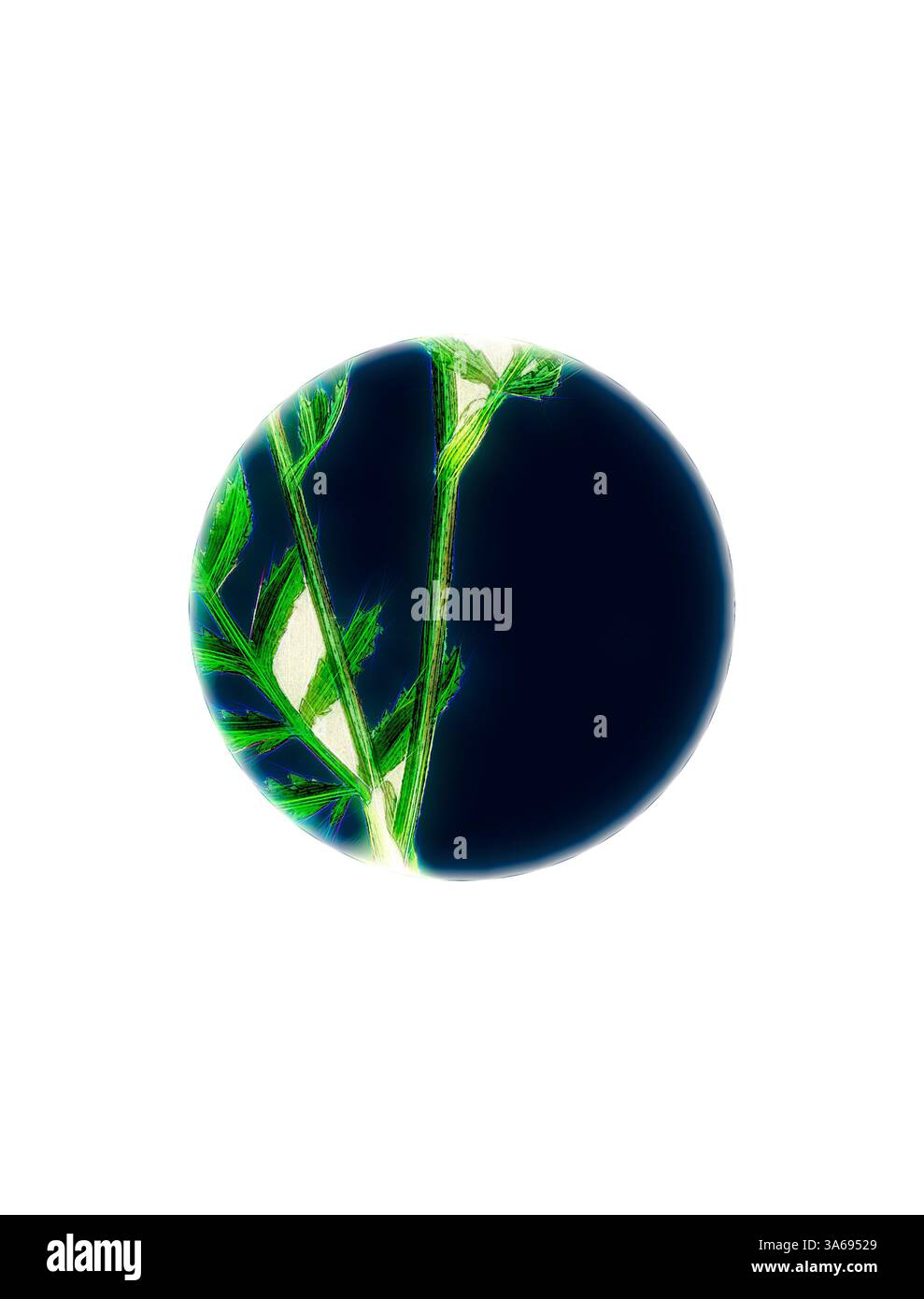 Transformed caucalis latifolia hi-res stock photography and images - Alamy