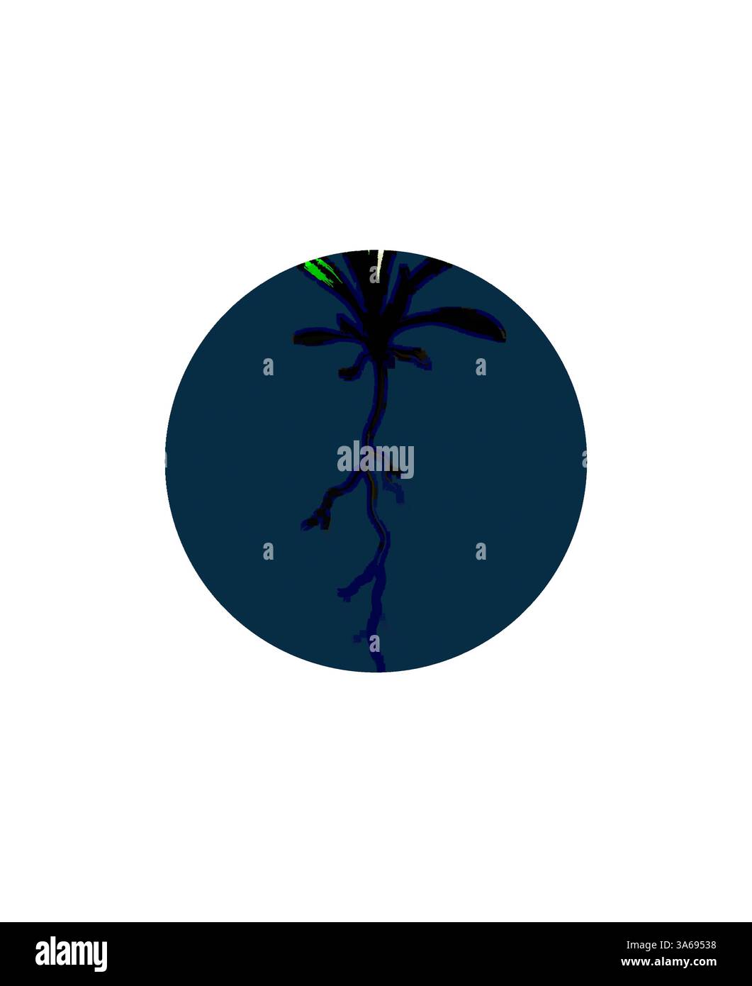 An abstract representation of a plant with dark roots extending ...