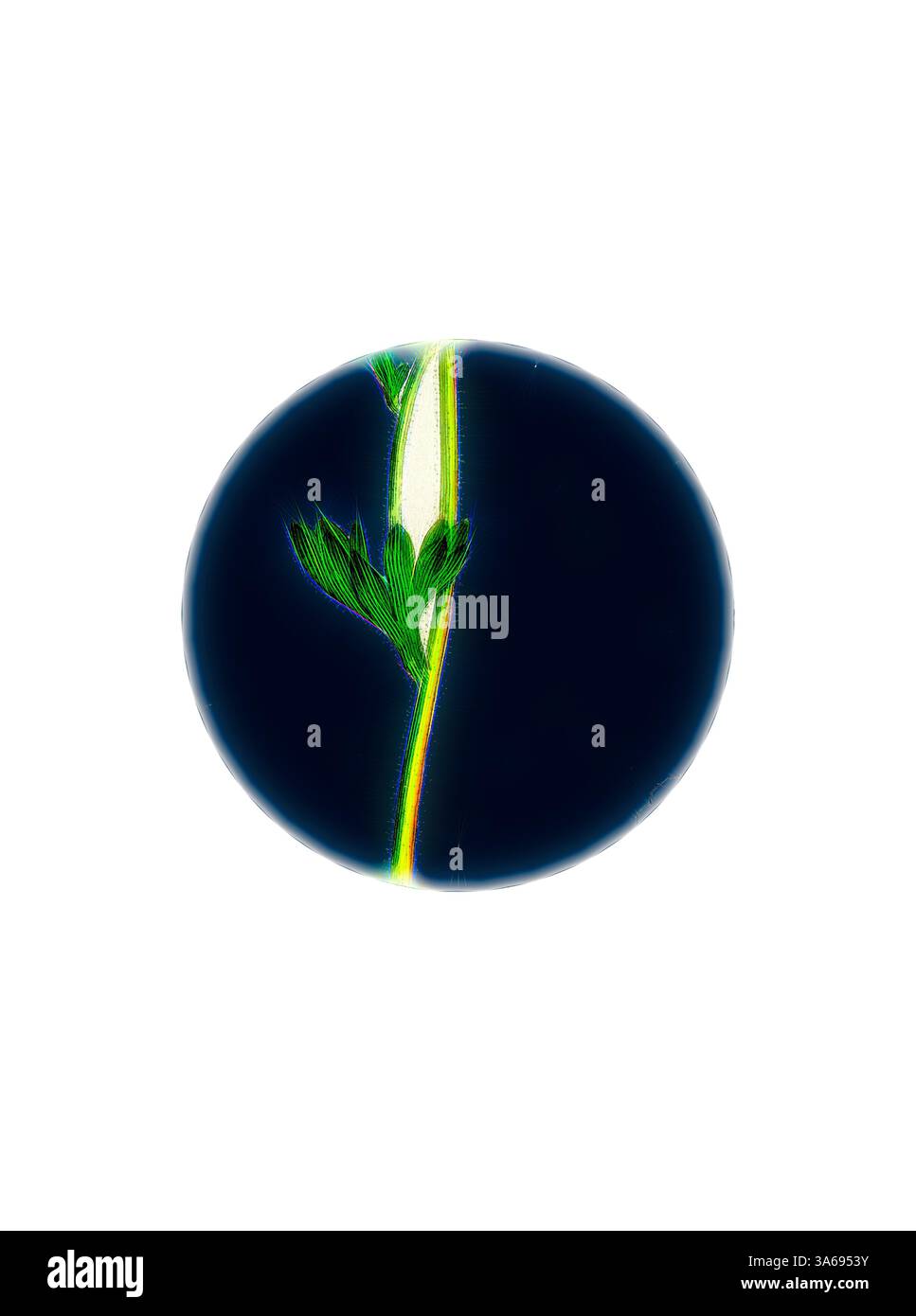 Sprouting plant delicately emerges hi-res stock photography and images ...