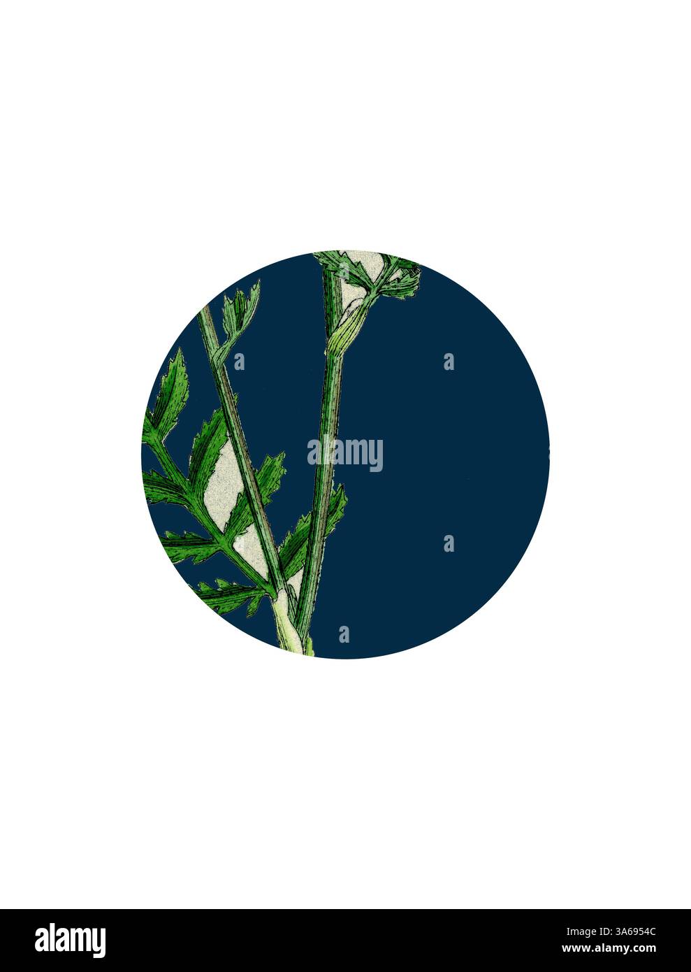 Transformed caucalis latifolia great bur parsley hi-res stock ...