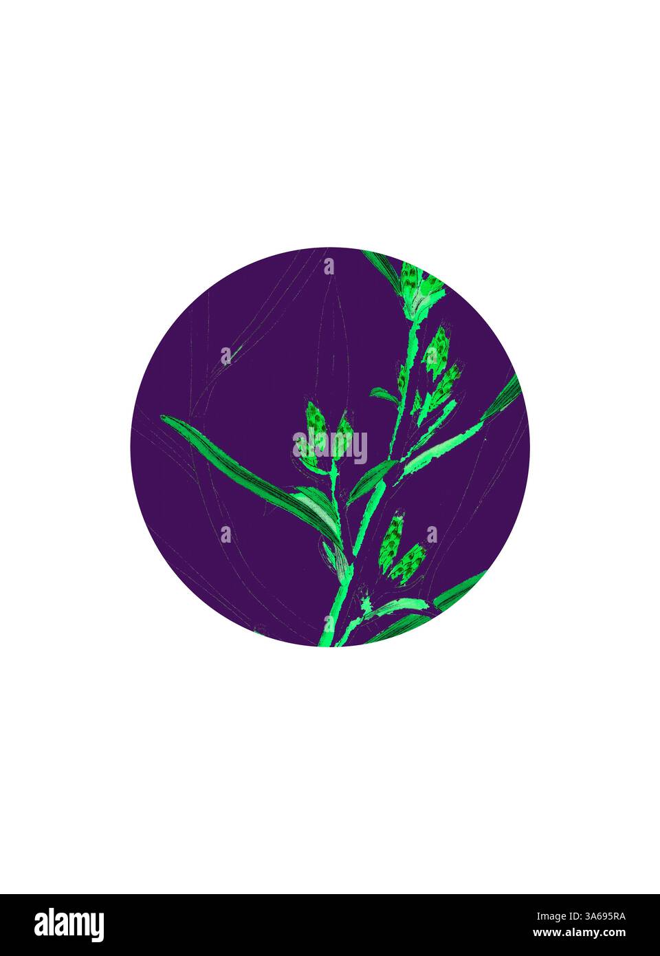 A vibrant plant with intricate leaves and buds set against a bold ...