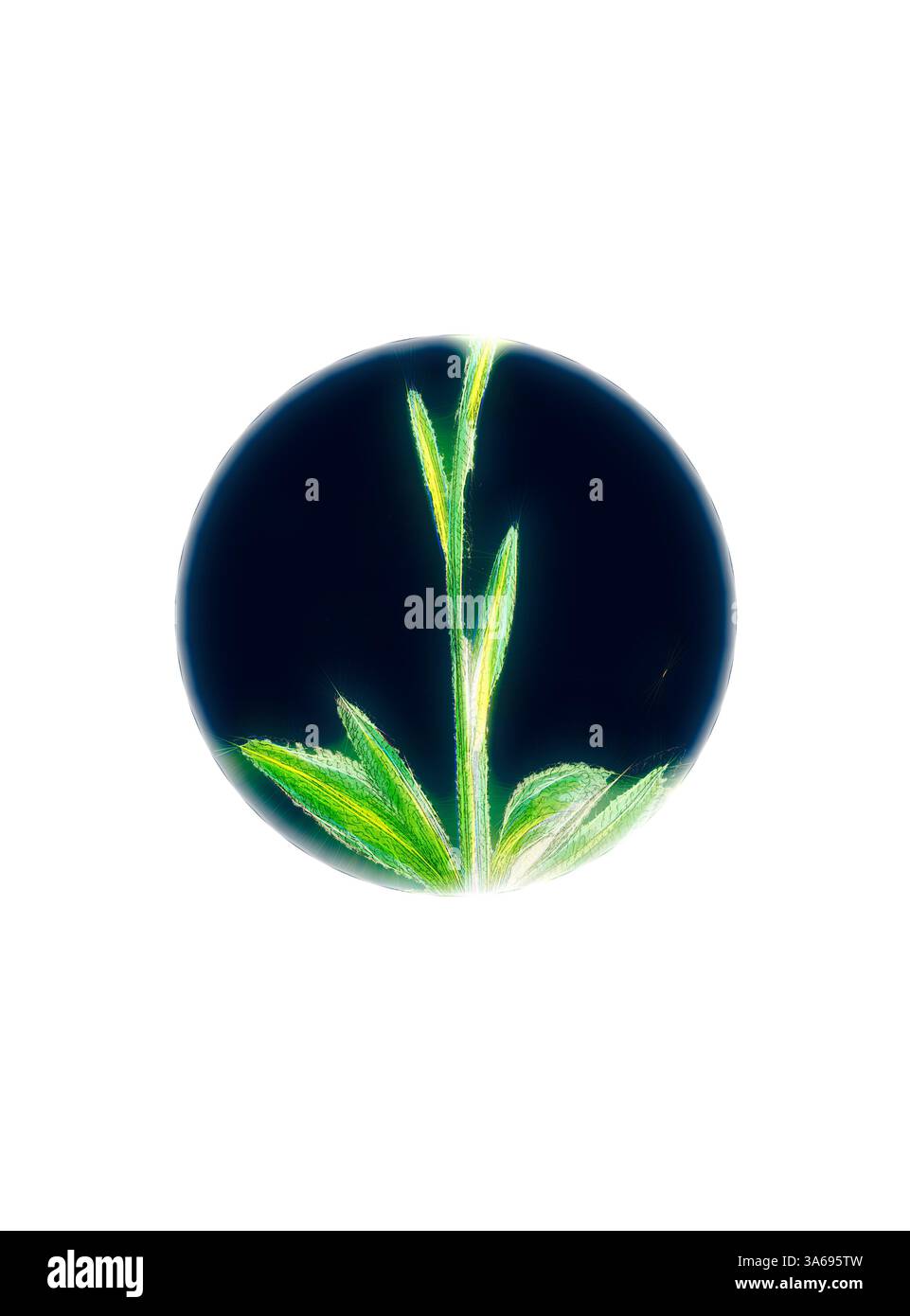 A delicate green sprout emerges, showcasing vibrant leaves reaching ...