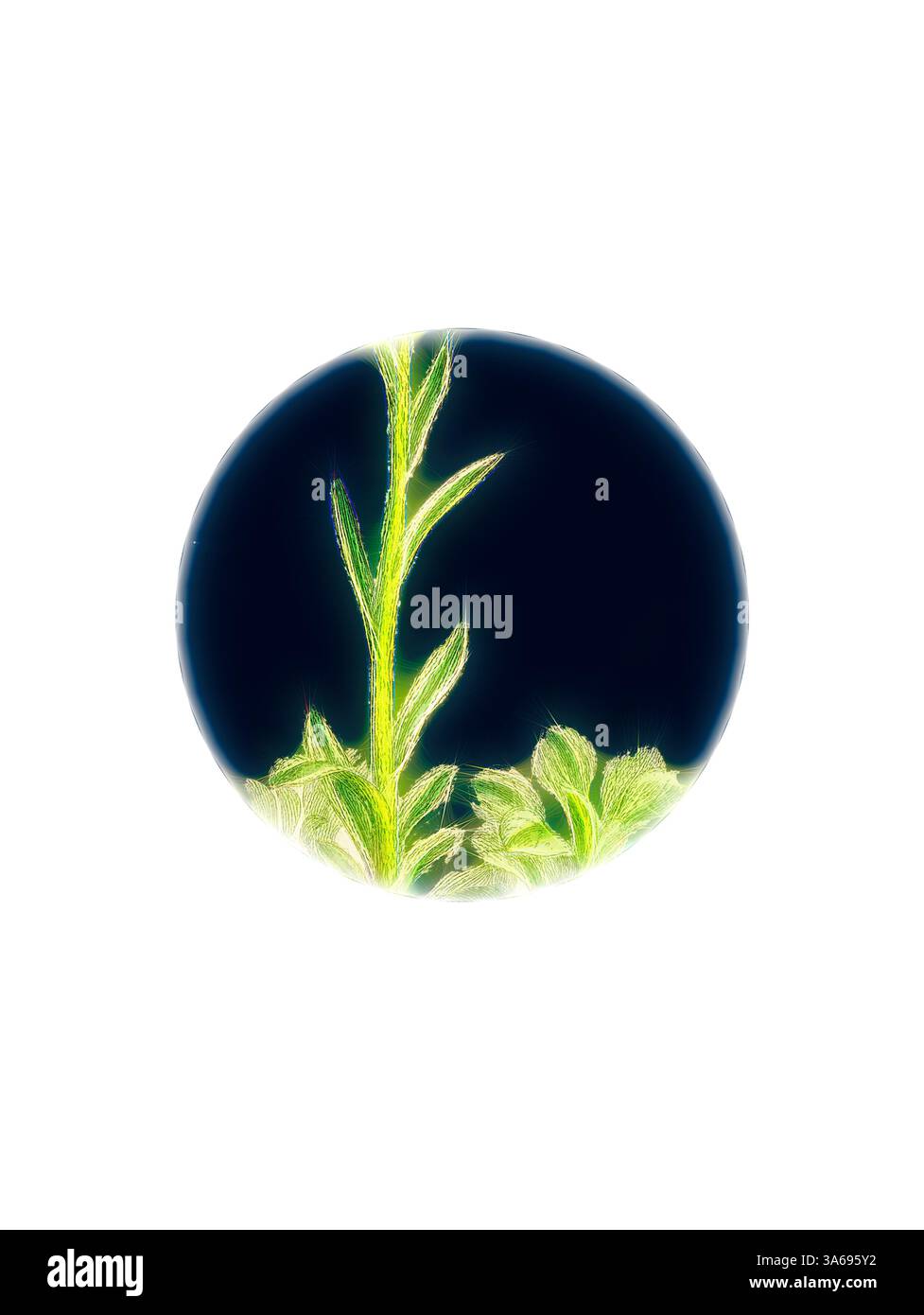 Transformed gnaphalium dioicum hi-res stock photography and images - Alamy