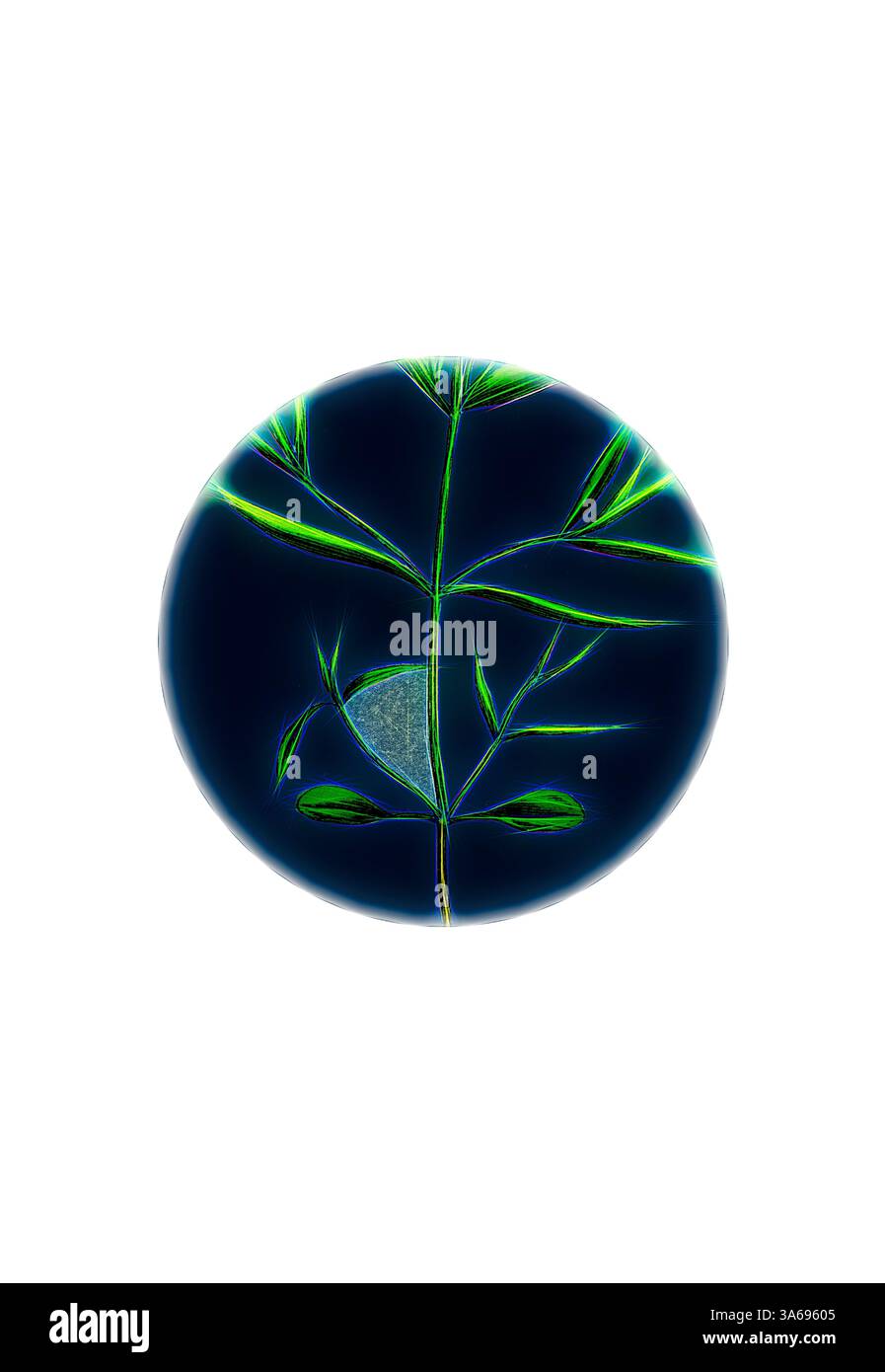 A circular composition featuring delicate, ethereal plant motifs ...