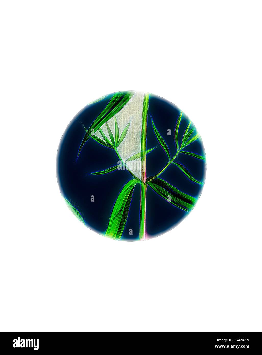 Transformed melampyrum cristatum hi-res stock photography and images ...