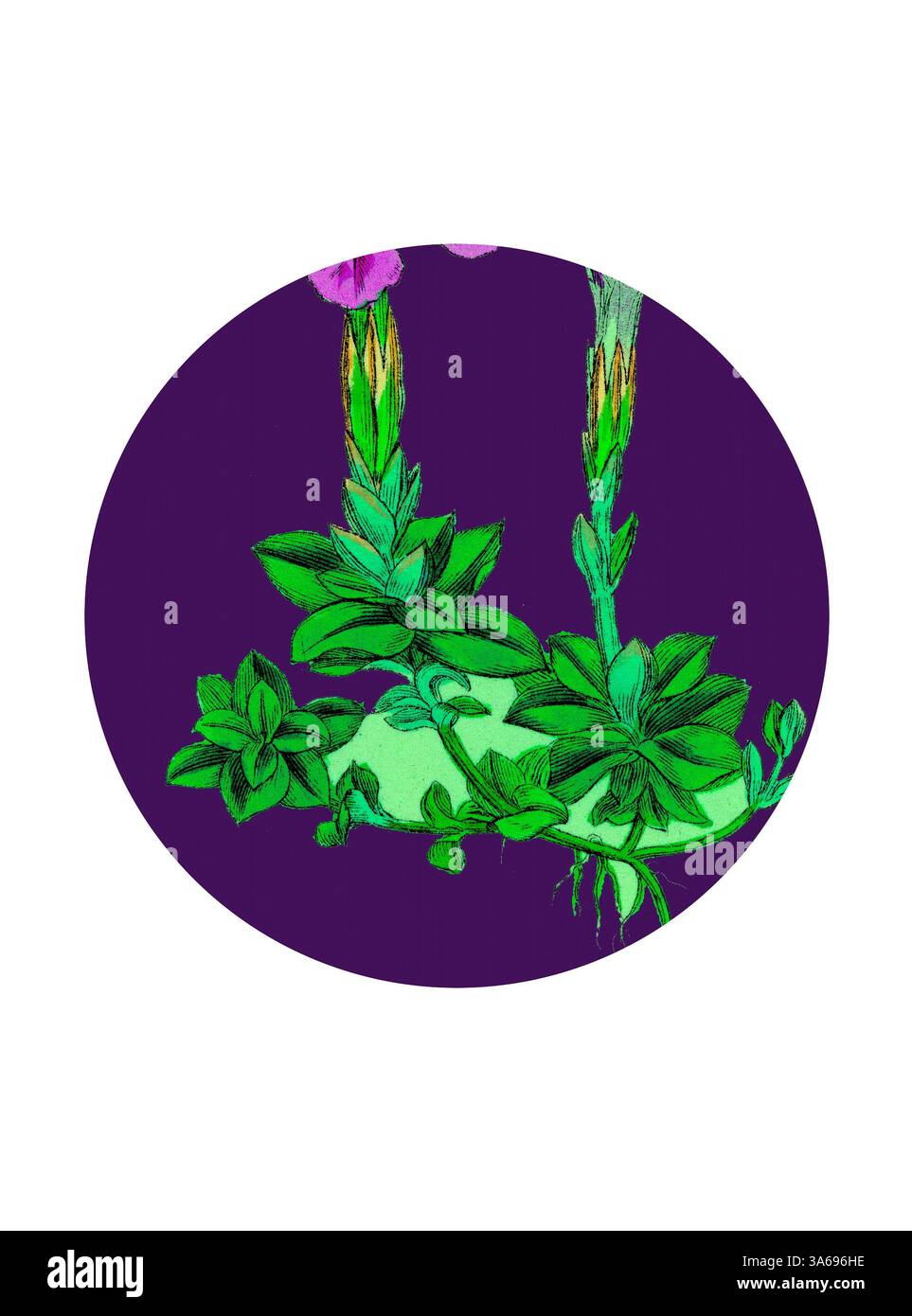 Transformed gentiana verna spring gentian hi-res stock photography and ...