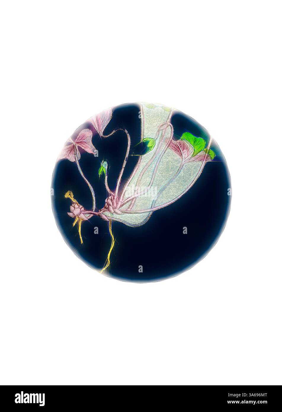 Oxalis plant plants Cut Out Stock Images & Pictures - Alamy