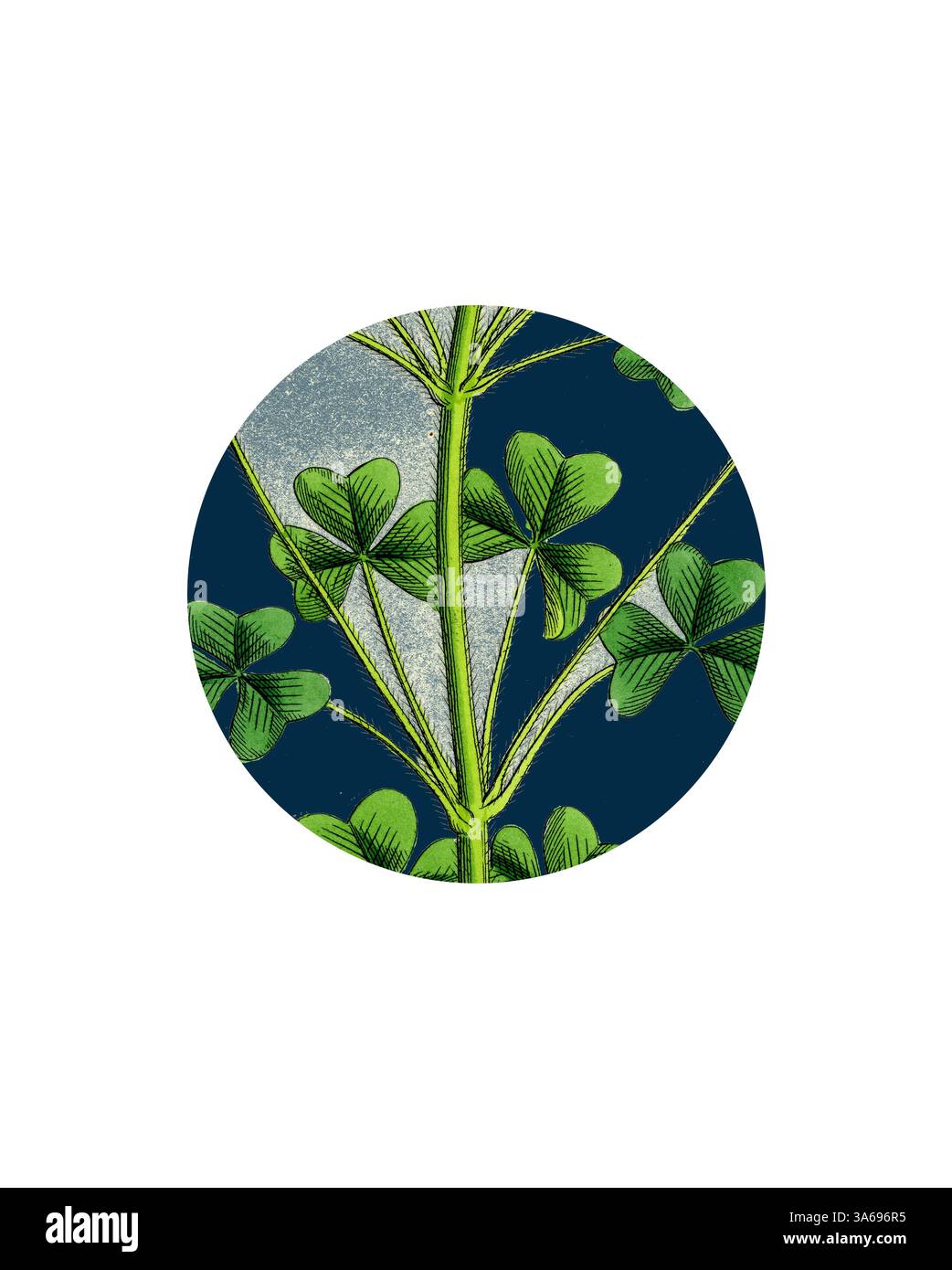 A botanical illustration featuring vibrant green clover leaves with a ...