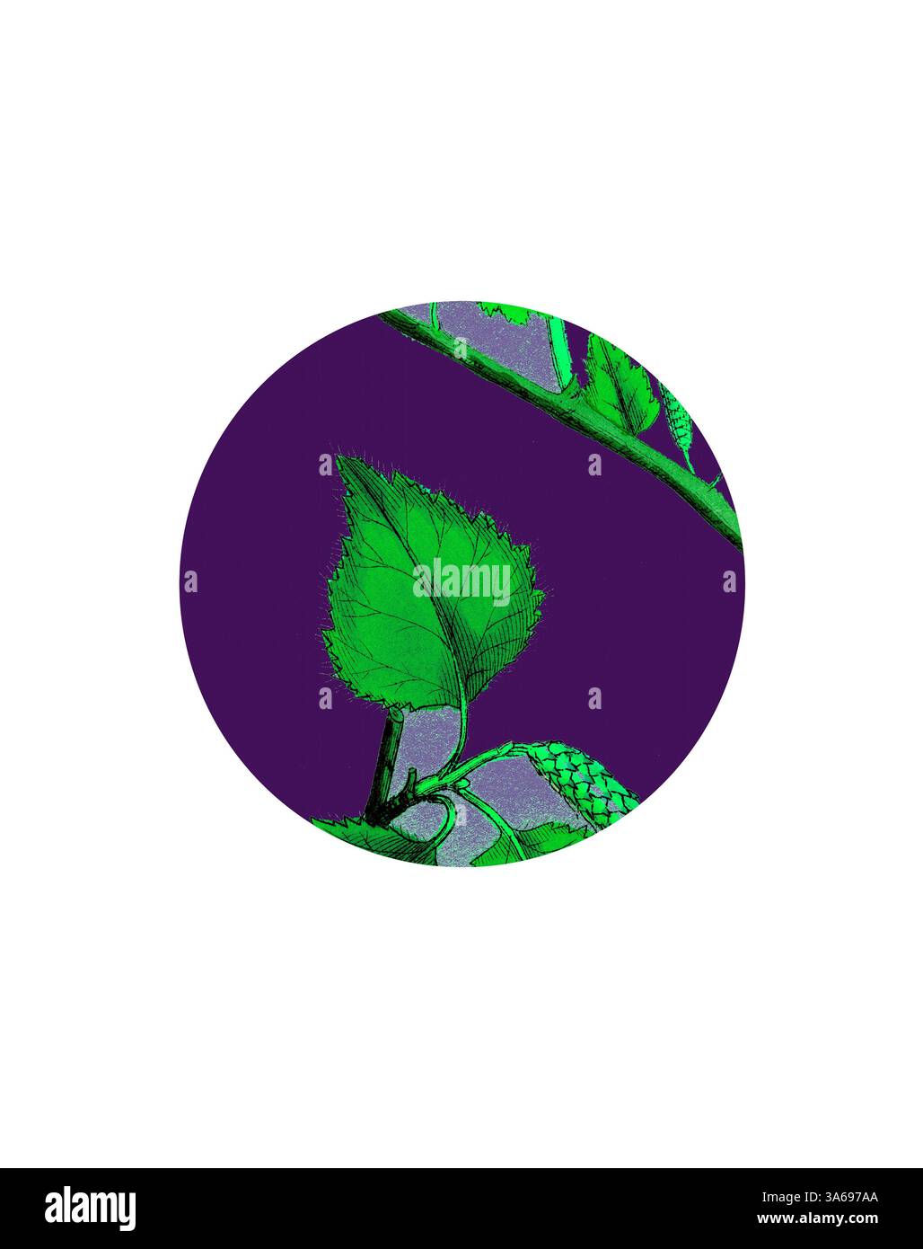 A vibrant green leaf emerges prominently against a deep purple ...