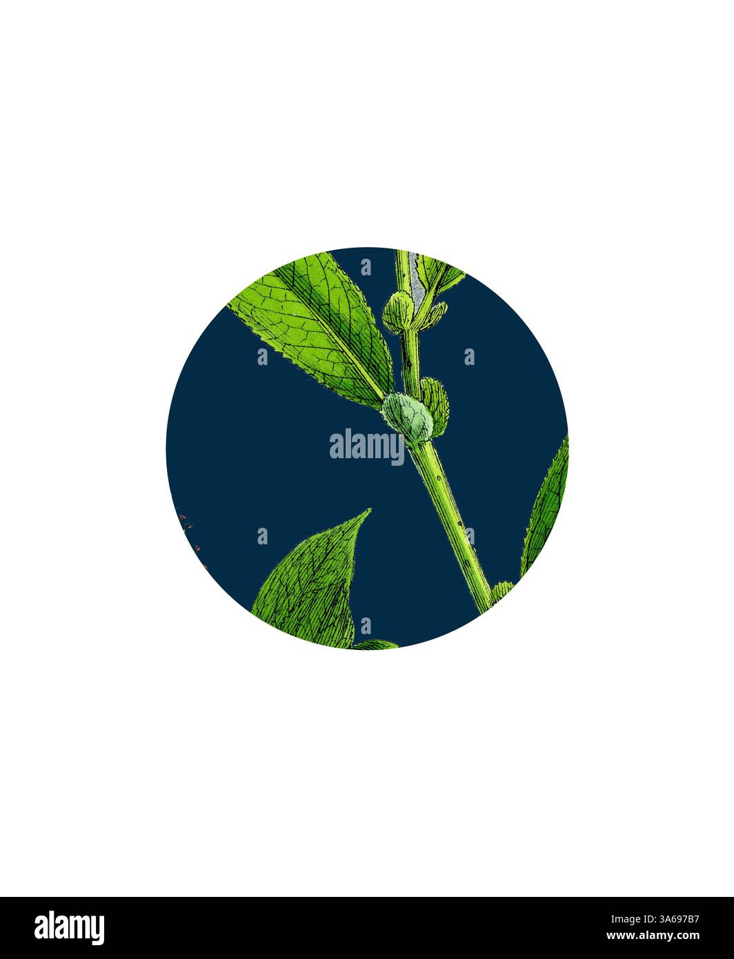 A close-up view of a green plant stem featuring fresh leaves and ...