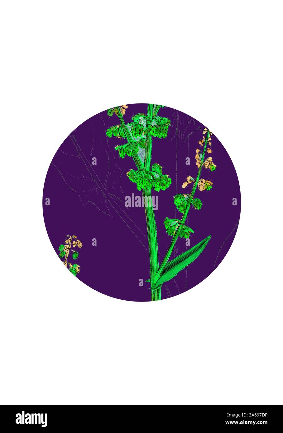 Rumex acetosa illustration Cut Out Stock Images & Pictures - Alamy