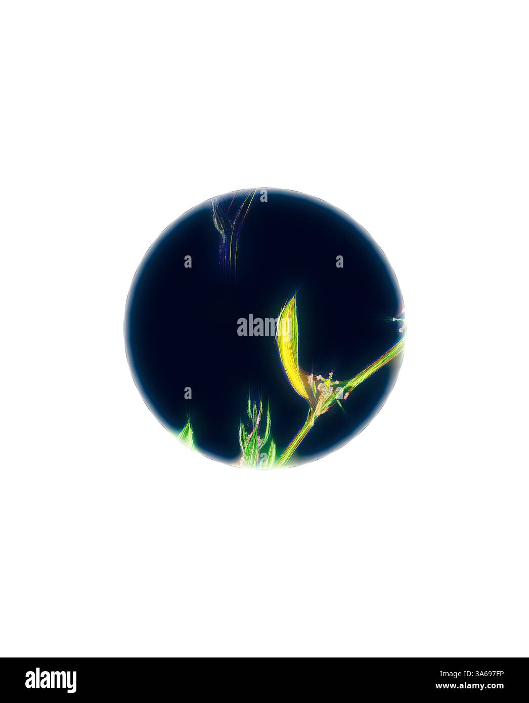 Abstract depiction of vibrant flora hi-res stock photography and images ...