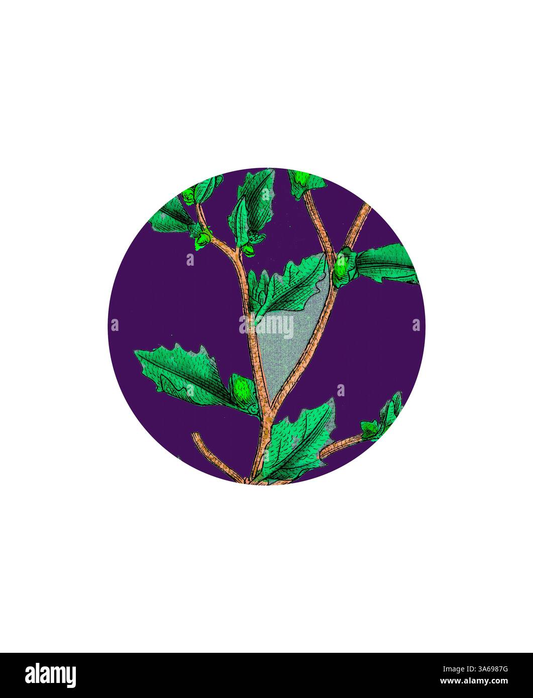 A vibrant green plant branch with textured leaves and buds stands out ...