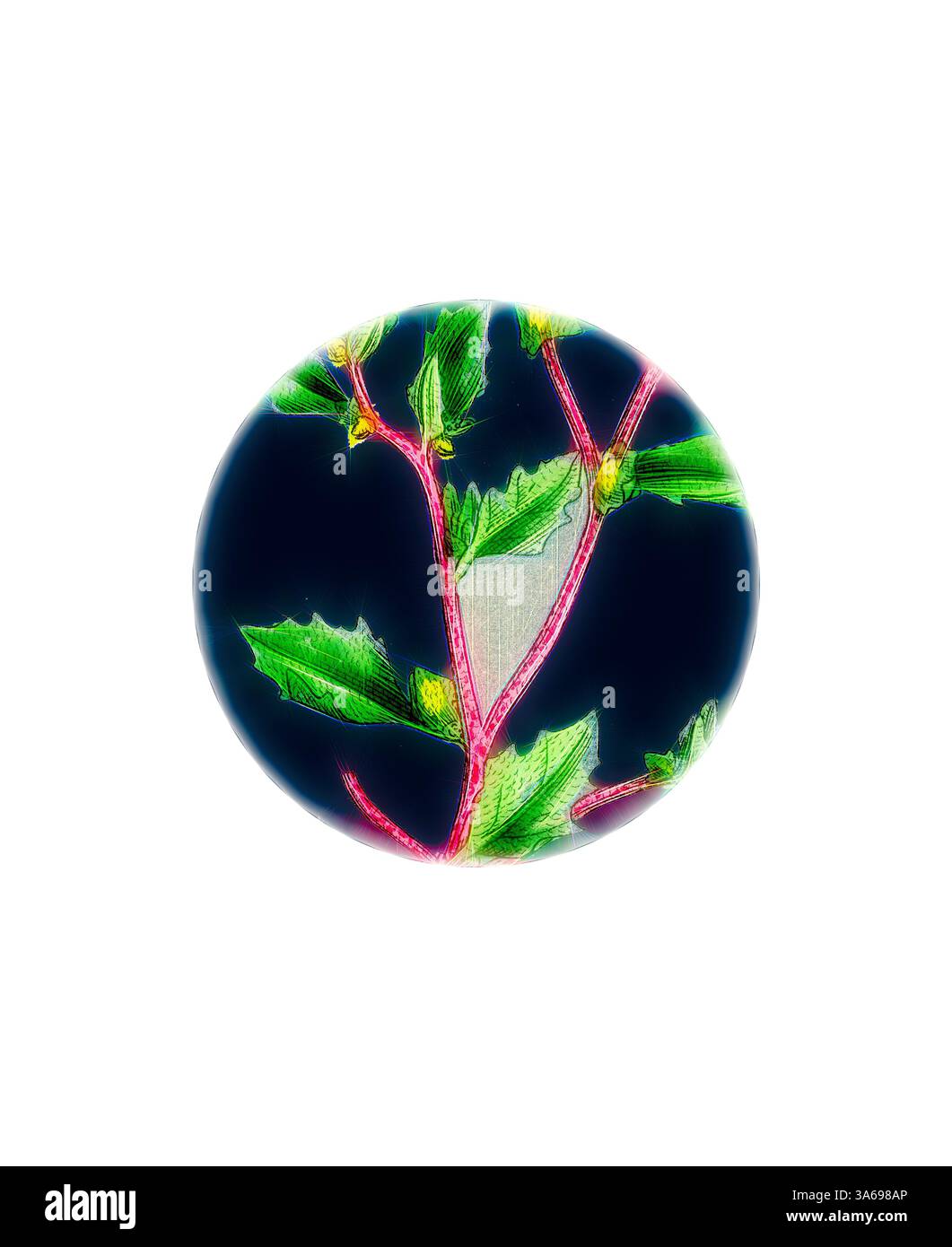 Transformed atriplex arenaria hi-res stock photography and images - Alamy