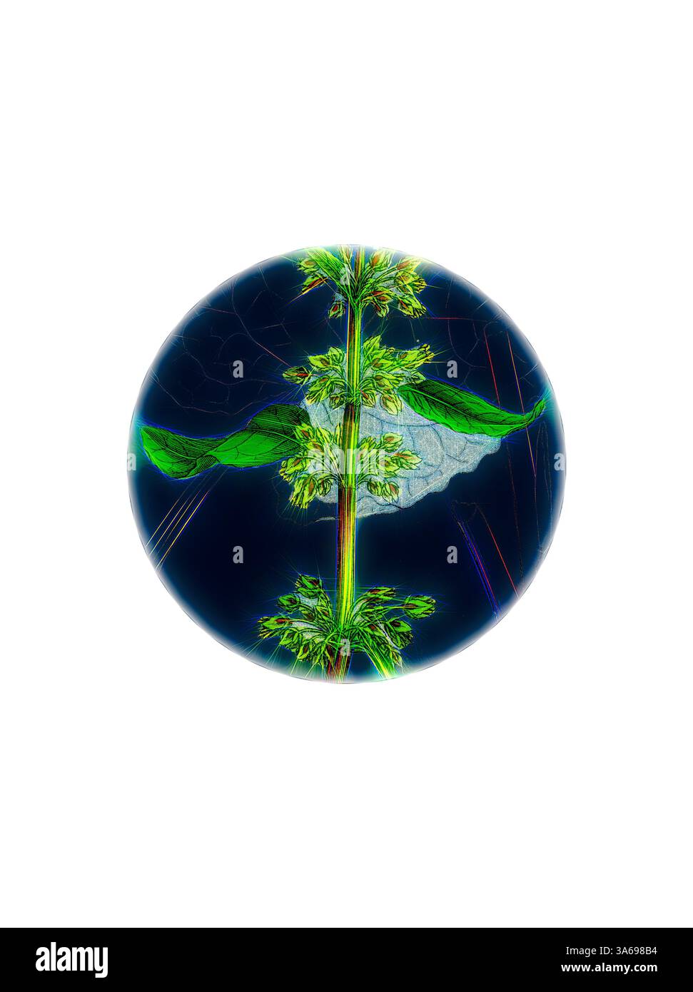 A vibrant green plant is centered within a spherical frame, showcasing ...