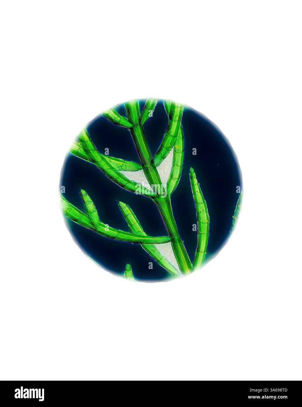 Transformed salicornia herbacea hi-res stock photography and images - Alamy