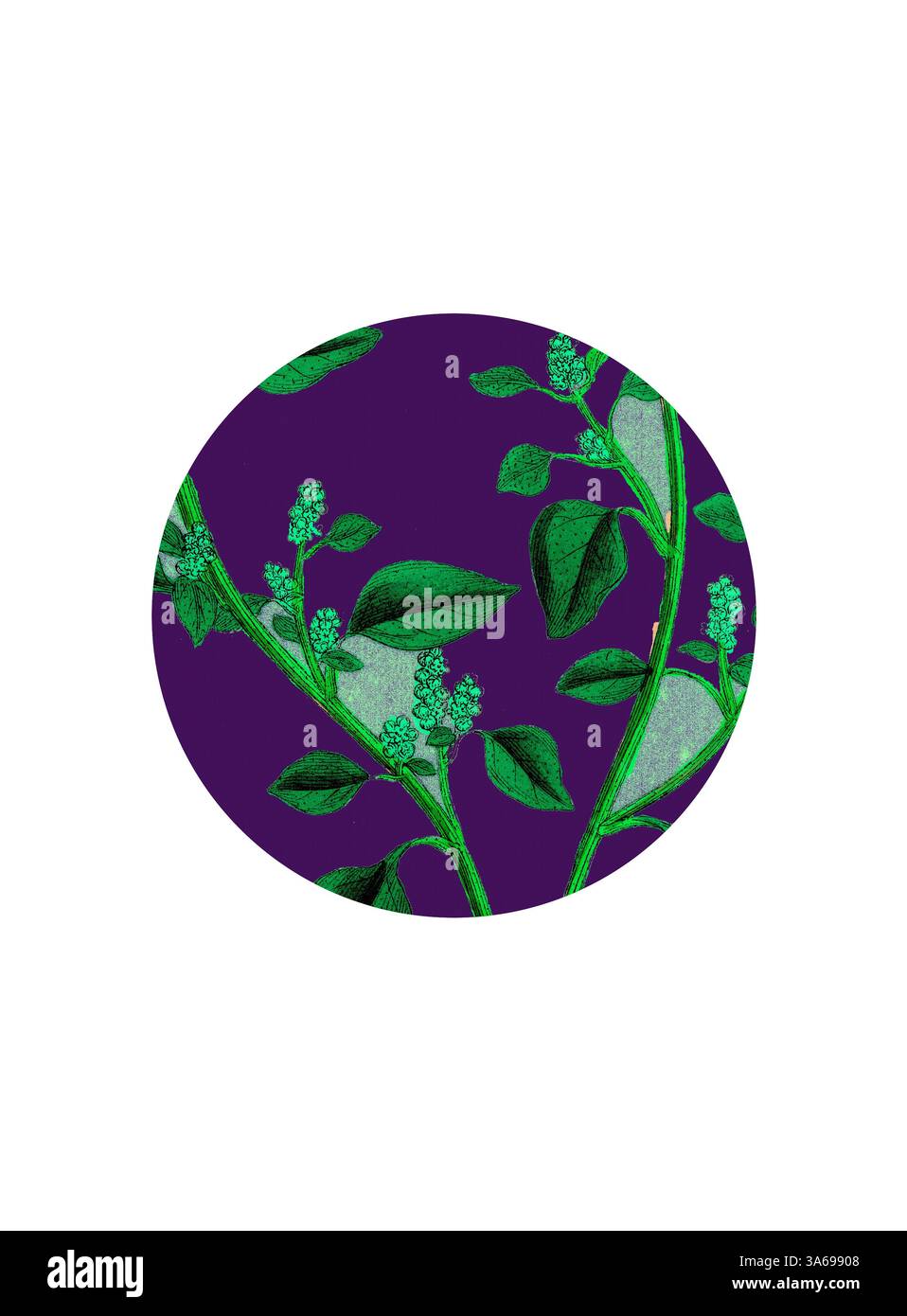 Transformed chenopodium vulvaria hi-res stock photography and images ...