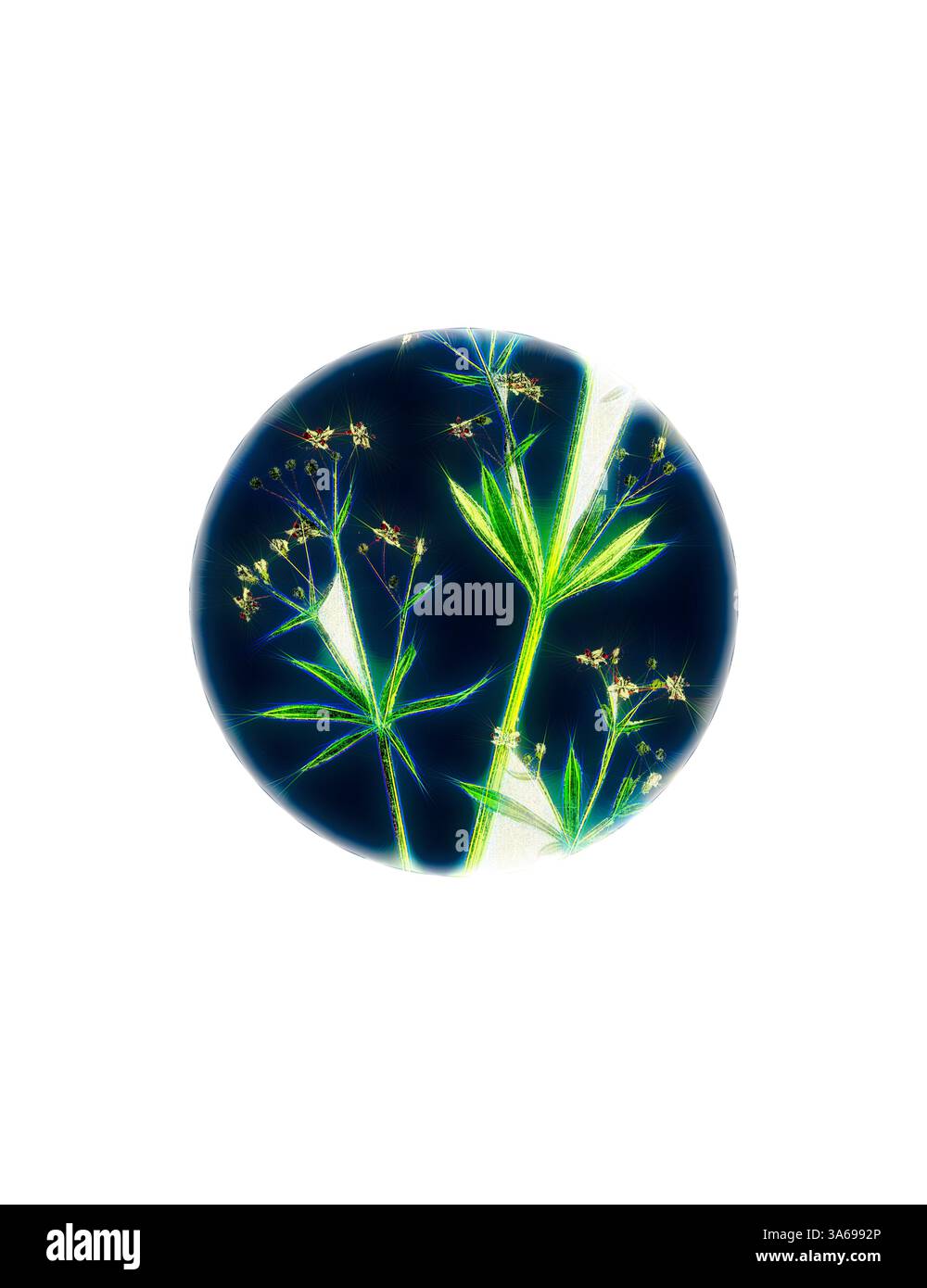 A delicate arrangement of slender plants with intricate leaves and tiny ...