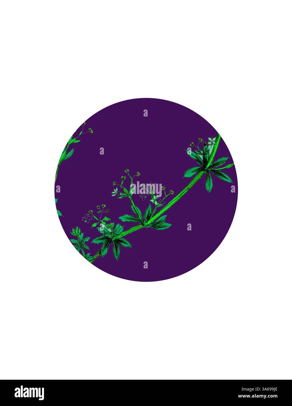 A vibrant green plant vine curves gracefully against a deep purple ...