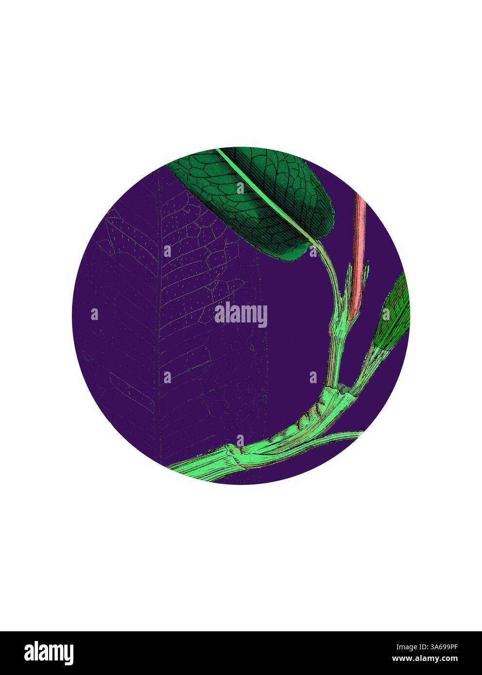 A close-up view of a plant's stem and leaves, showcasing intricate ...