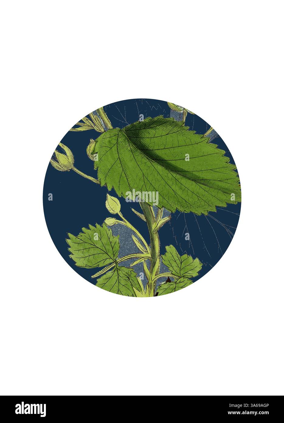 A botanical illustration showcasing vibrant green leaves and budding ...