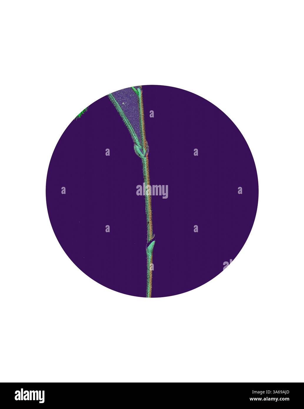 A slender stem with delicate green details rises against a deep purple ...