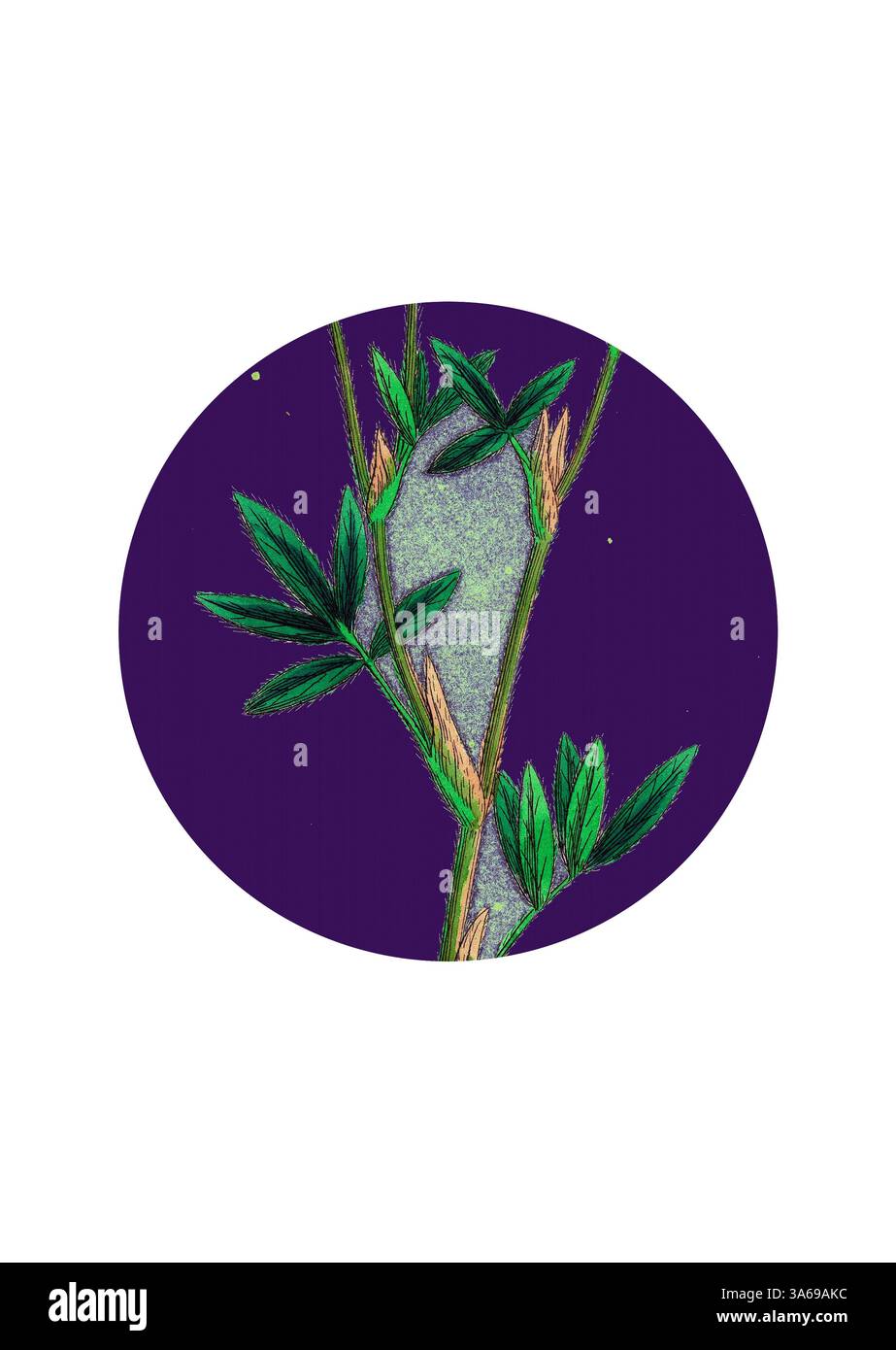 Cinquefoil shape hi-res stock photography and images - Alamy