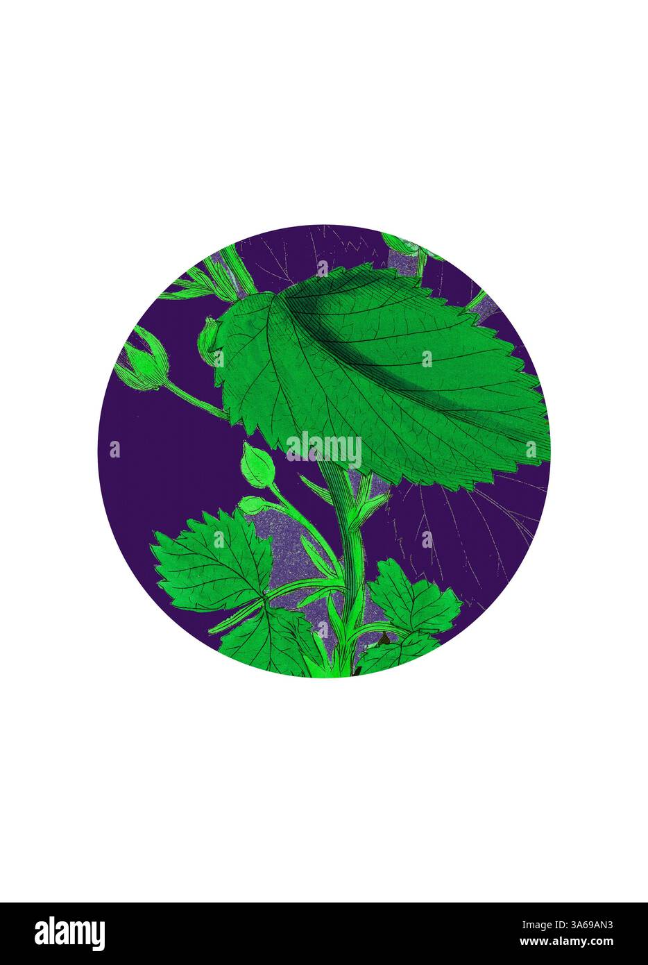 A close-up of vibrant green leaves with intricate details, set against ...