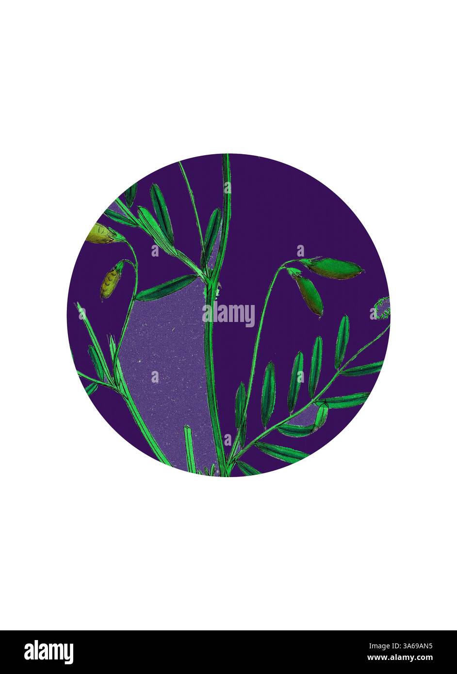 A delicate plant with slender green stems and small leaves emerges ...