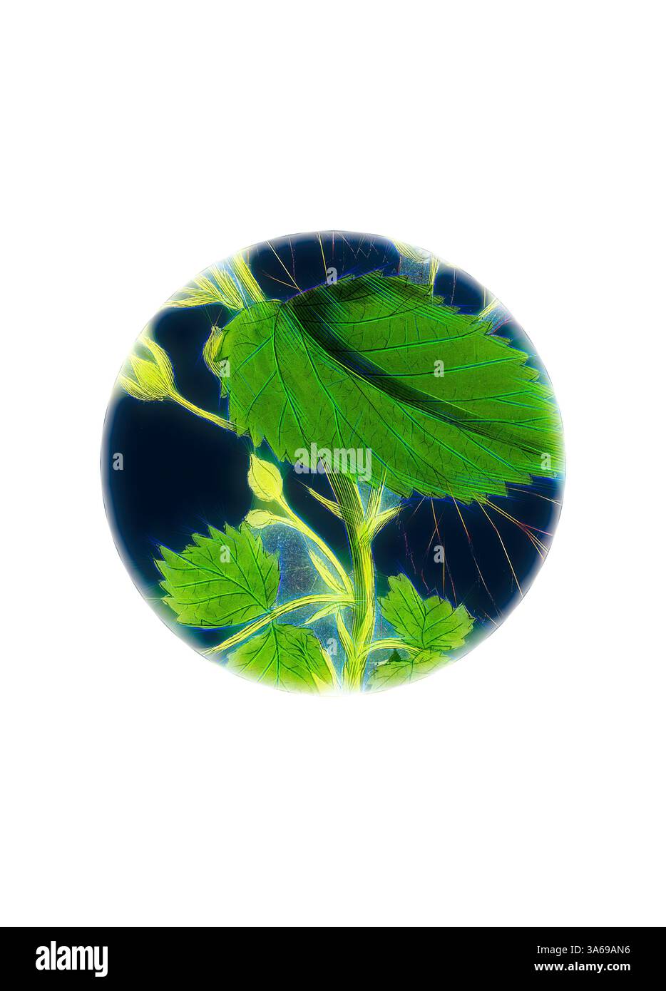 A vibrant green vine with delicate leaves, showcasing intricate veins ...