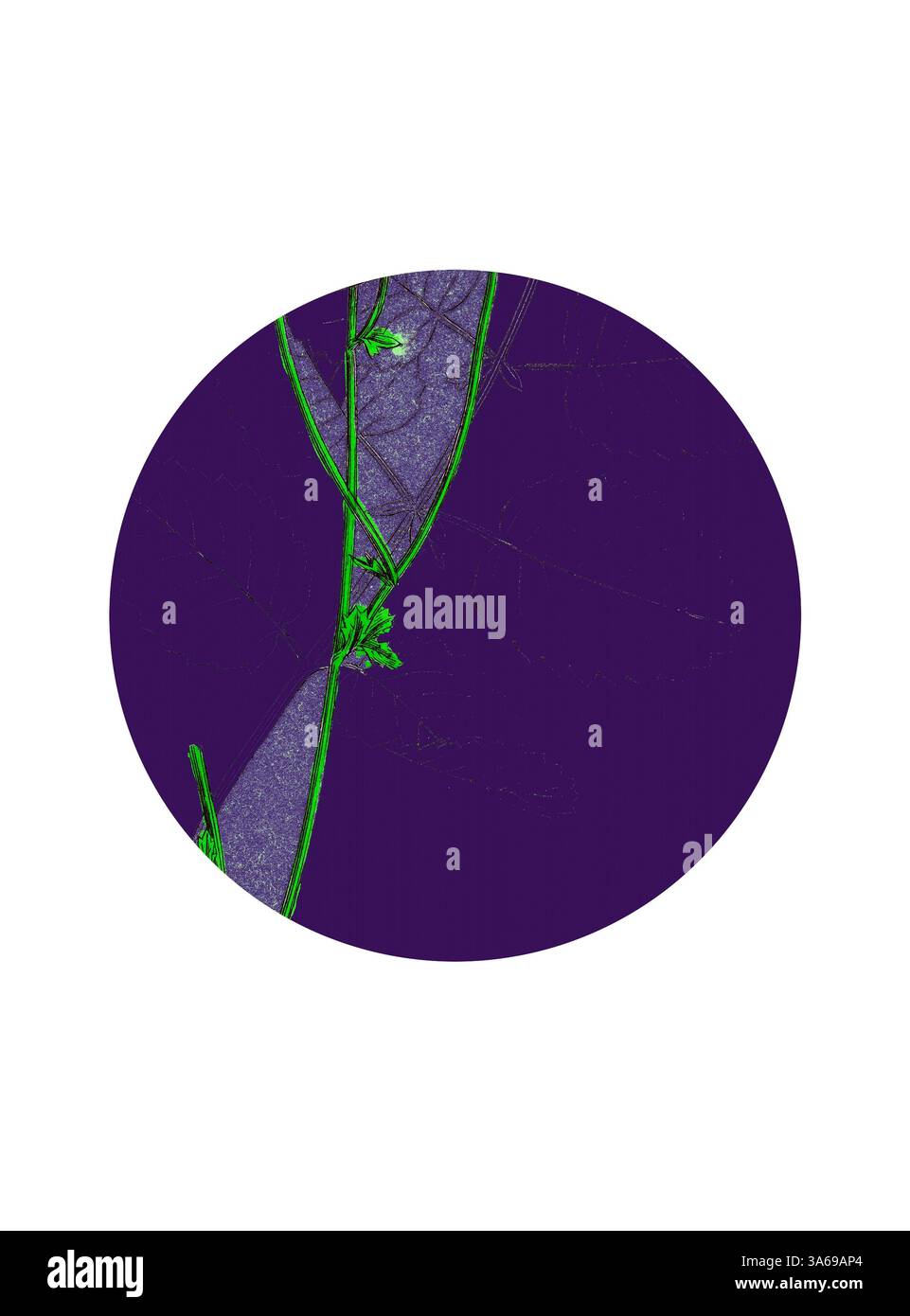 Delicate shapes intertwines hi-res stock photography and images - Alamy