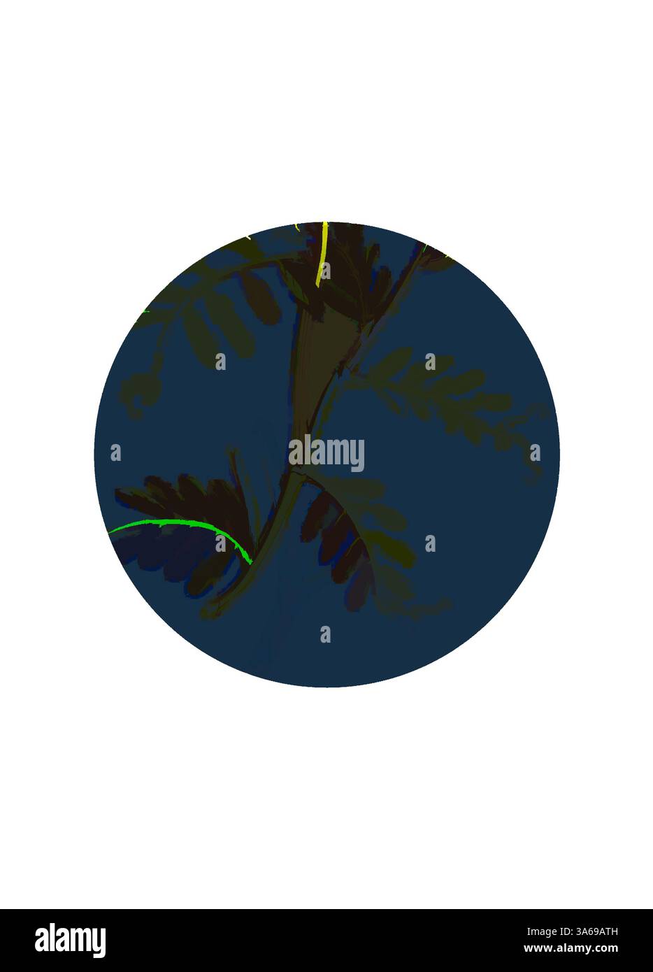 Stylized representation of delicate fern leaves Cut Out Stock Images ...