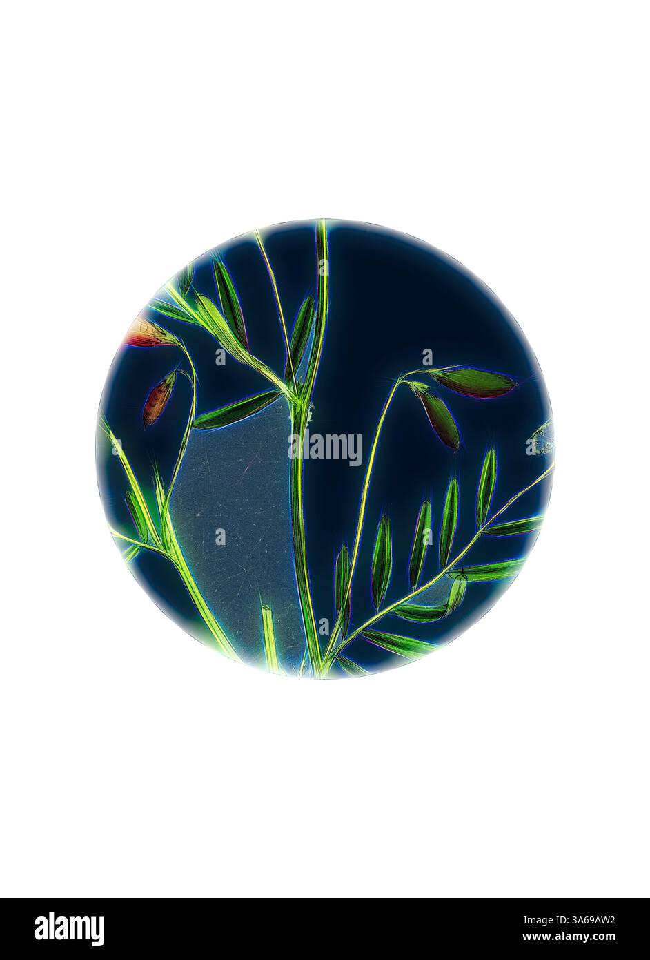 Transformed vicia tetrasperma four seeded slender tare hi-res stock ...