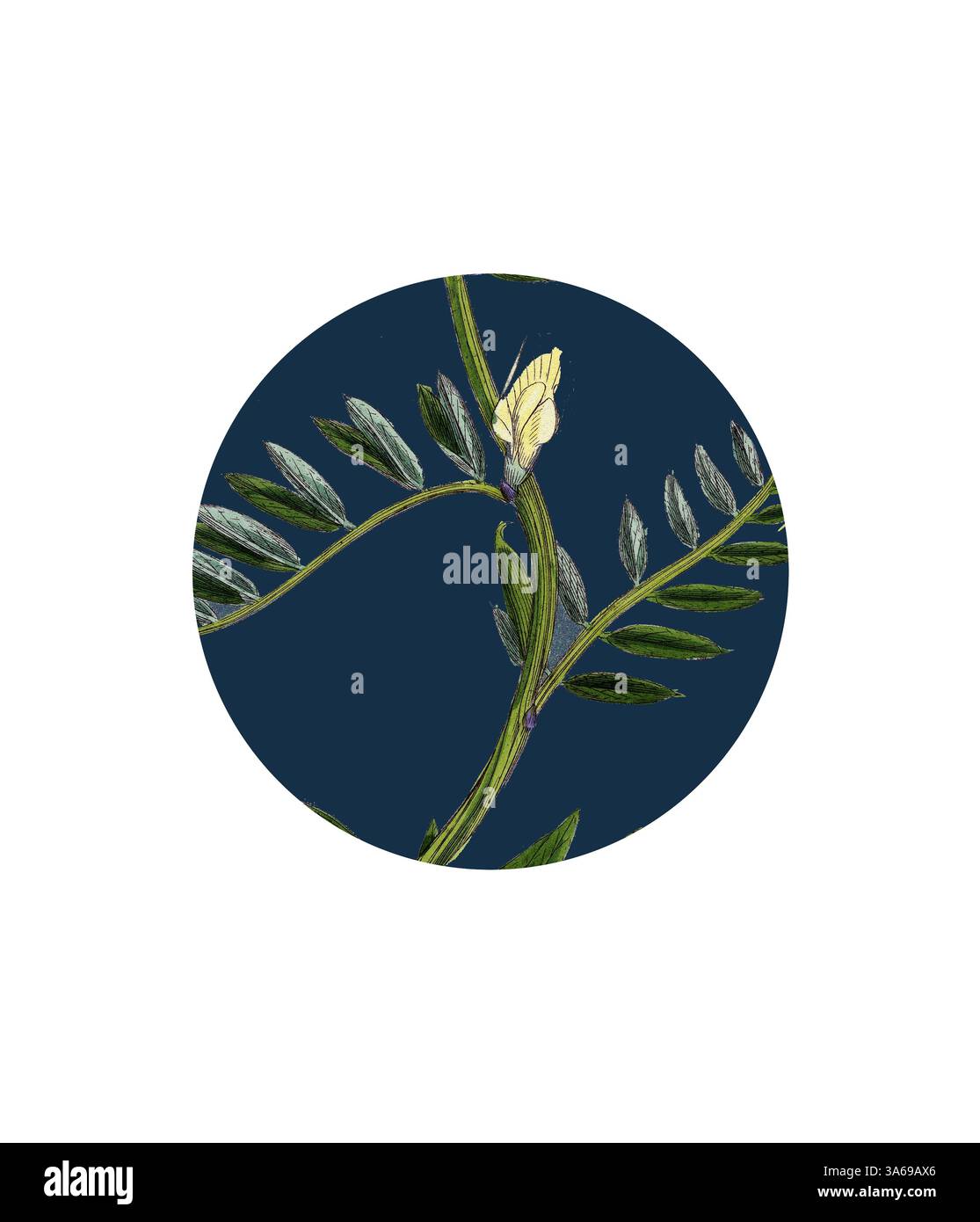 Transformed vicia eu lutea bush podded yellow vetch hi-res stock ...